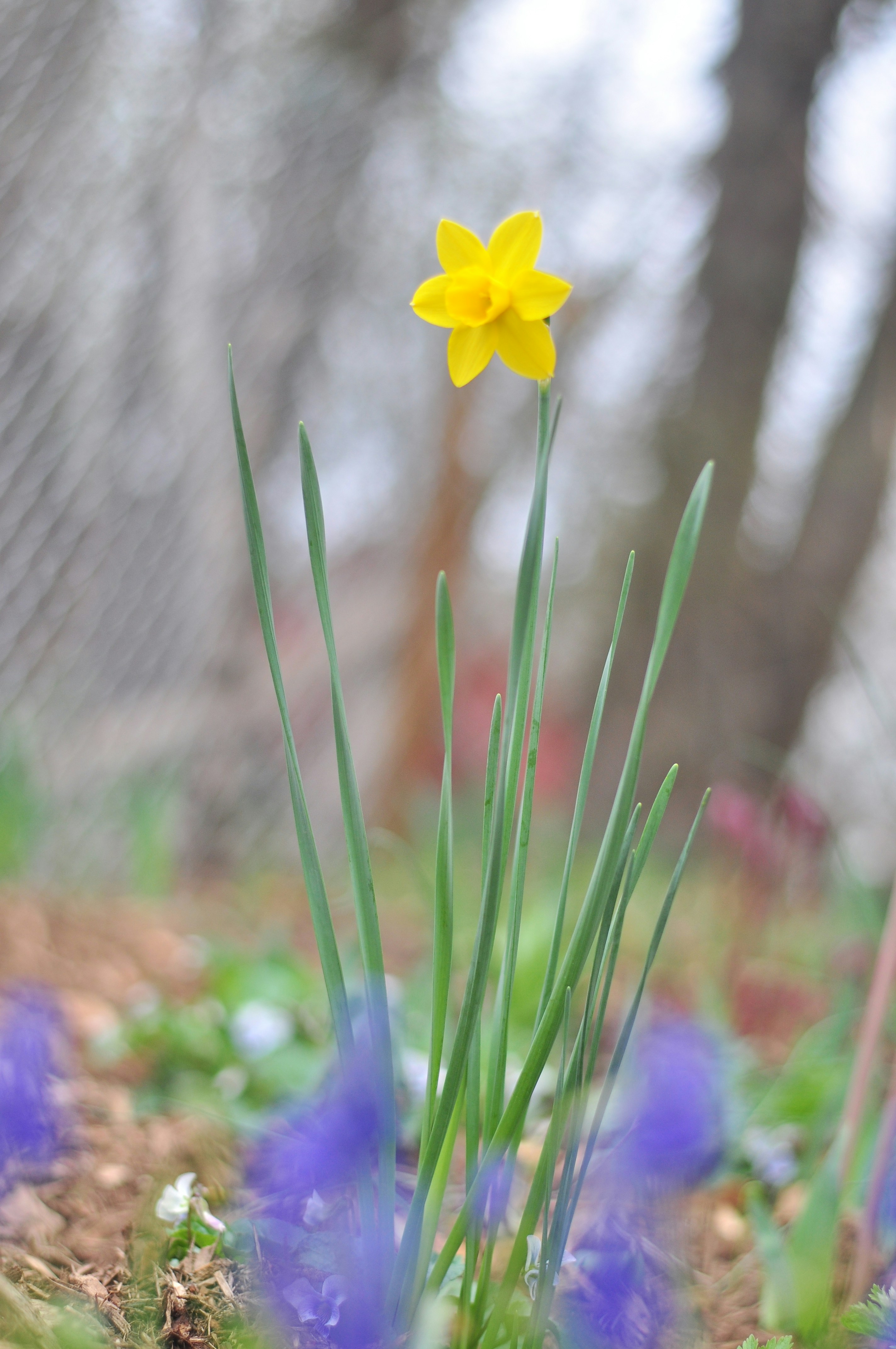 A vibrant yellow daffodil stands tall among a bed of purple flowers, showcasing the beauty of springtime flora.