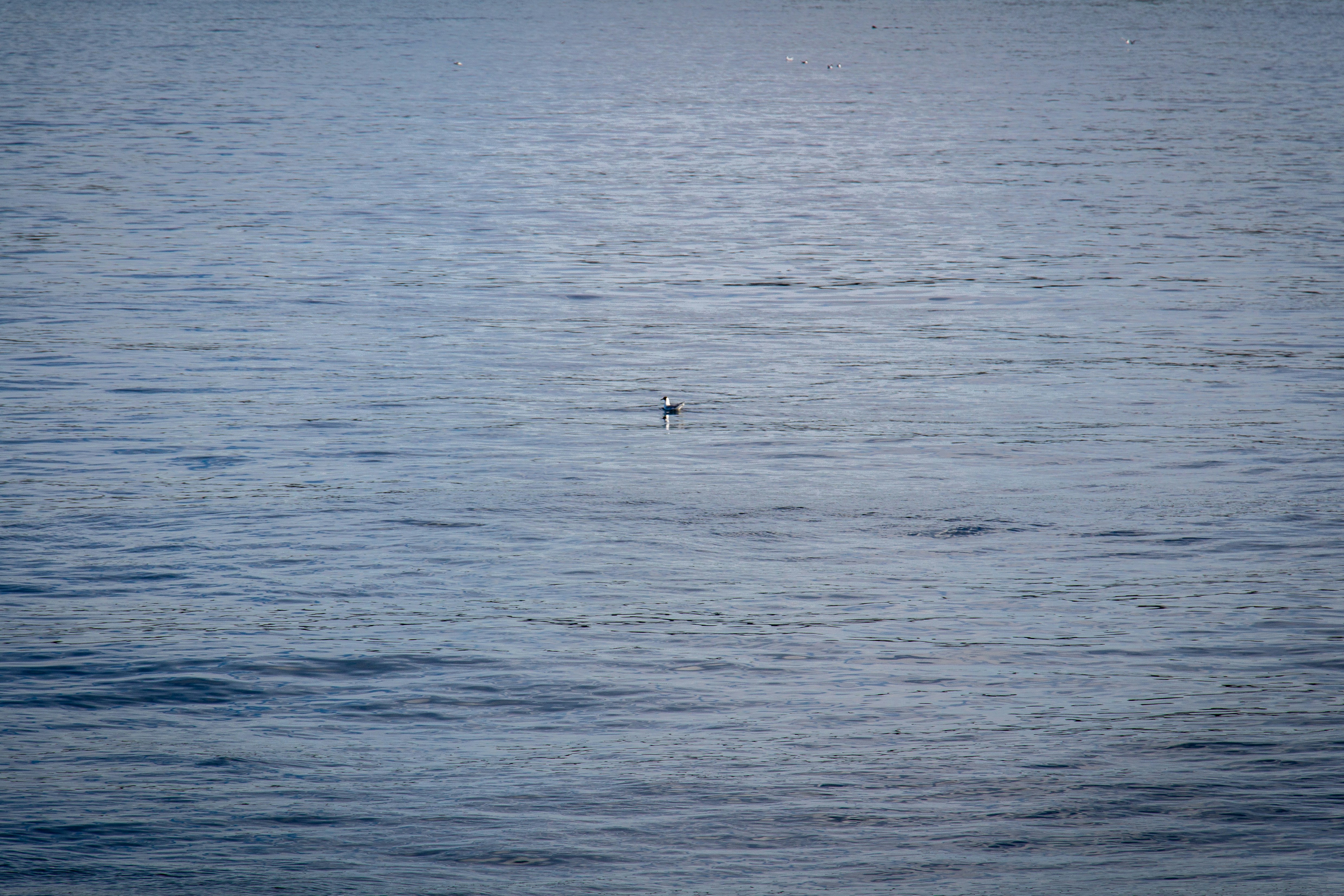 Définition de quite | Dictionnaire français