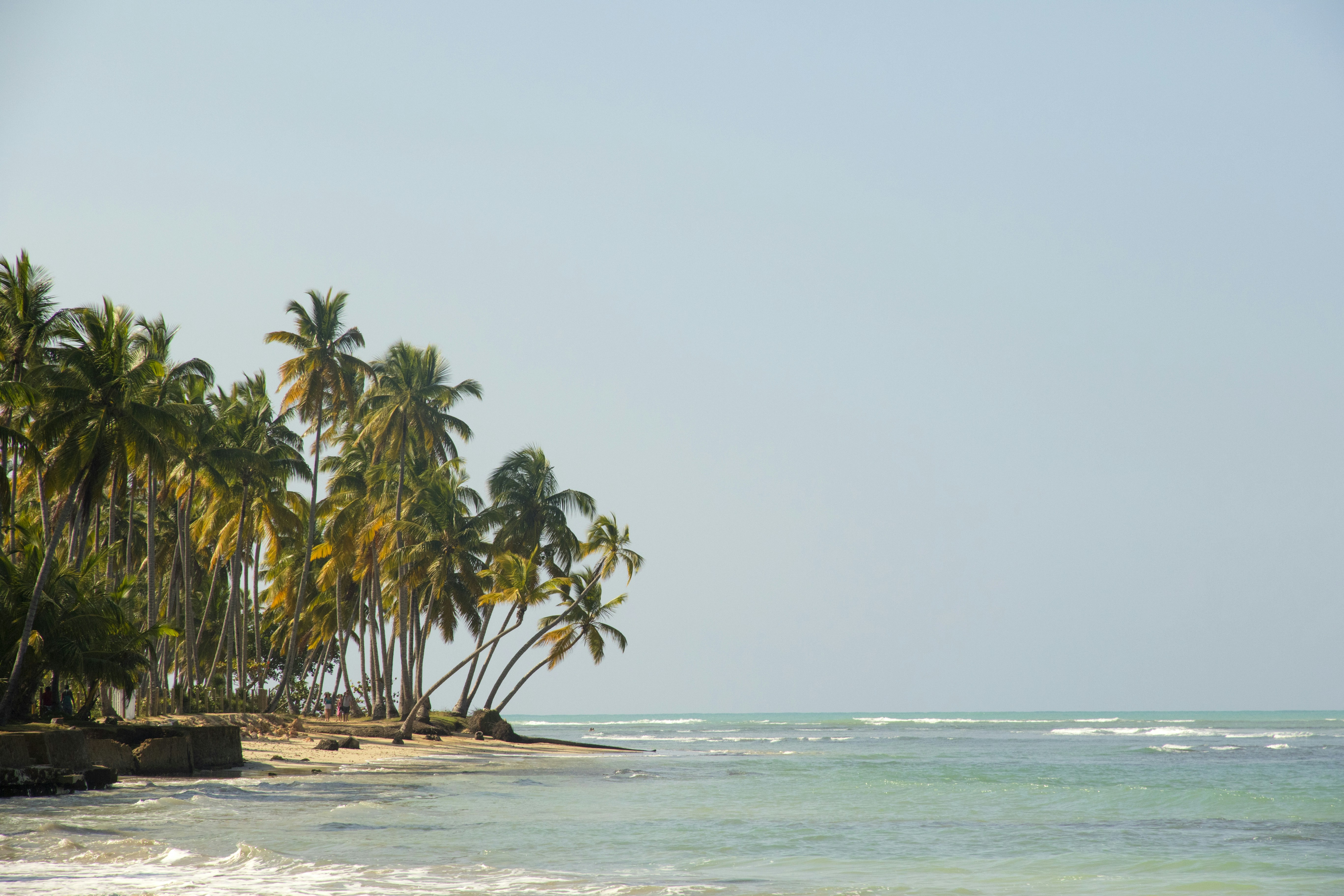 Lush palm trees line a tranquil beach, with gentle waves lapping at the shore under a clear sky.
