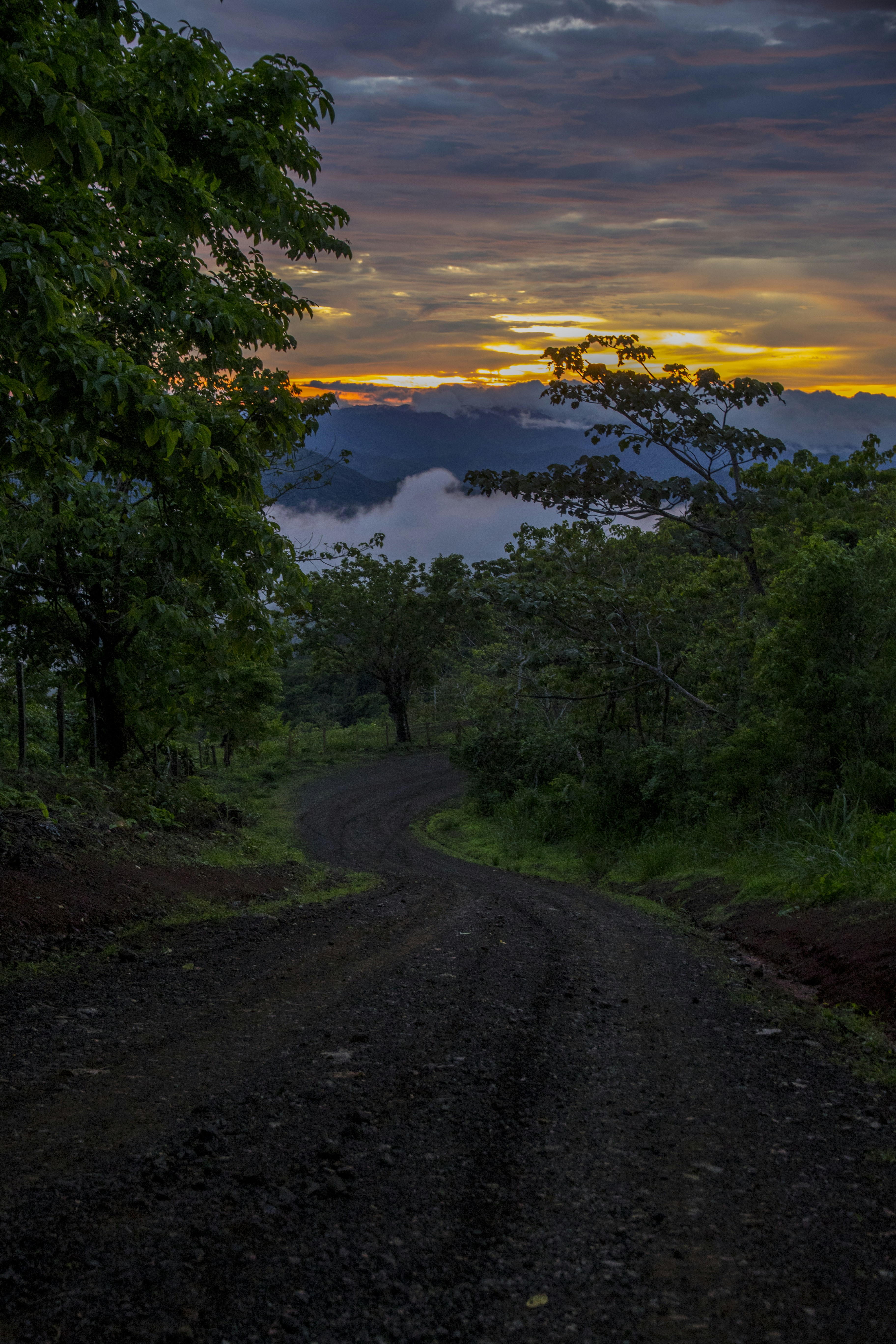 Dirt Road Through Twilight Orchard