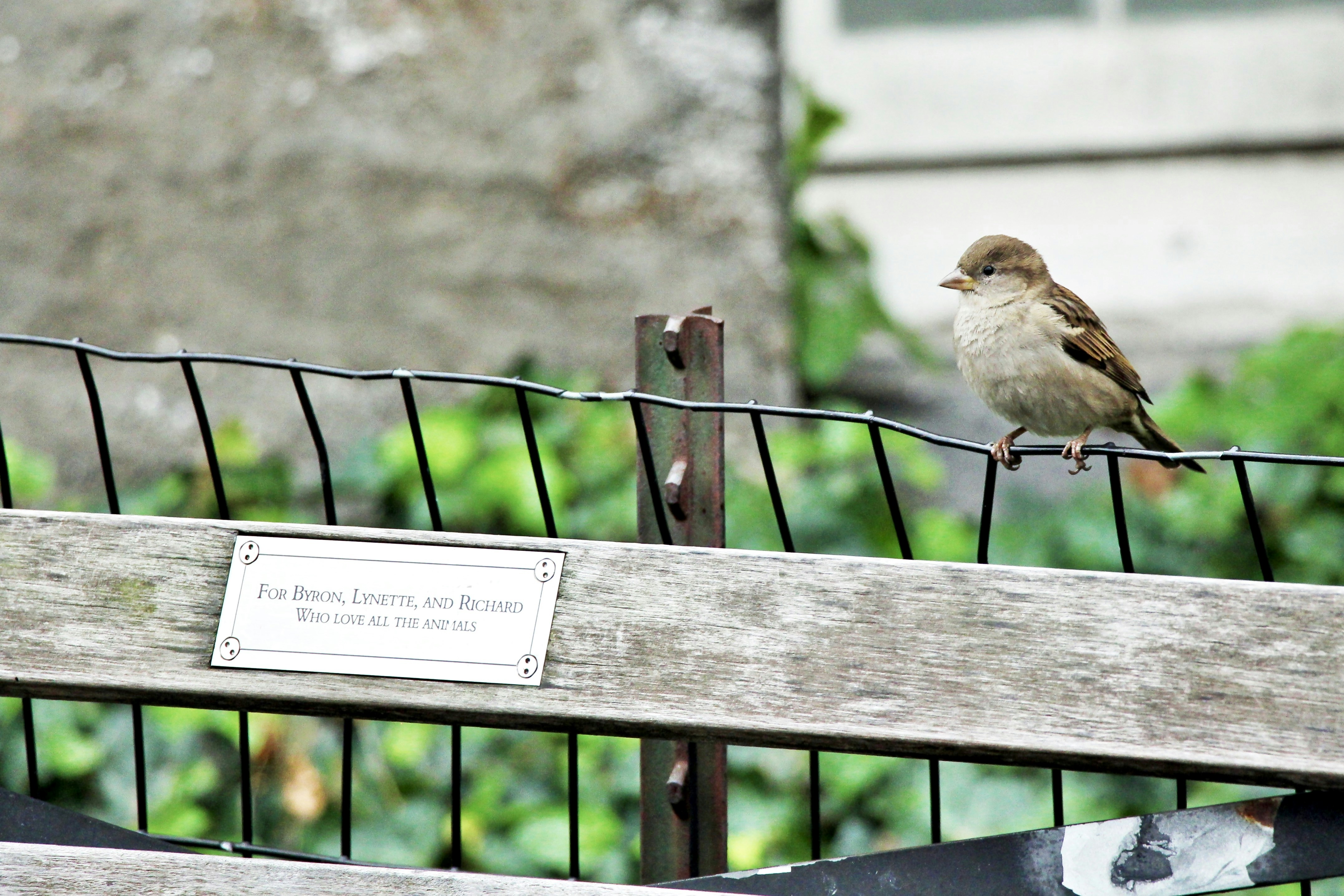 A small bird perched on a rustic park bench, with a plaque honoring loved ones nearby. Lush greenery surrounds the scene.