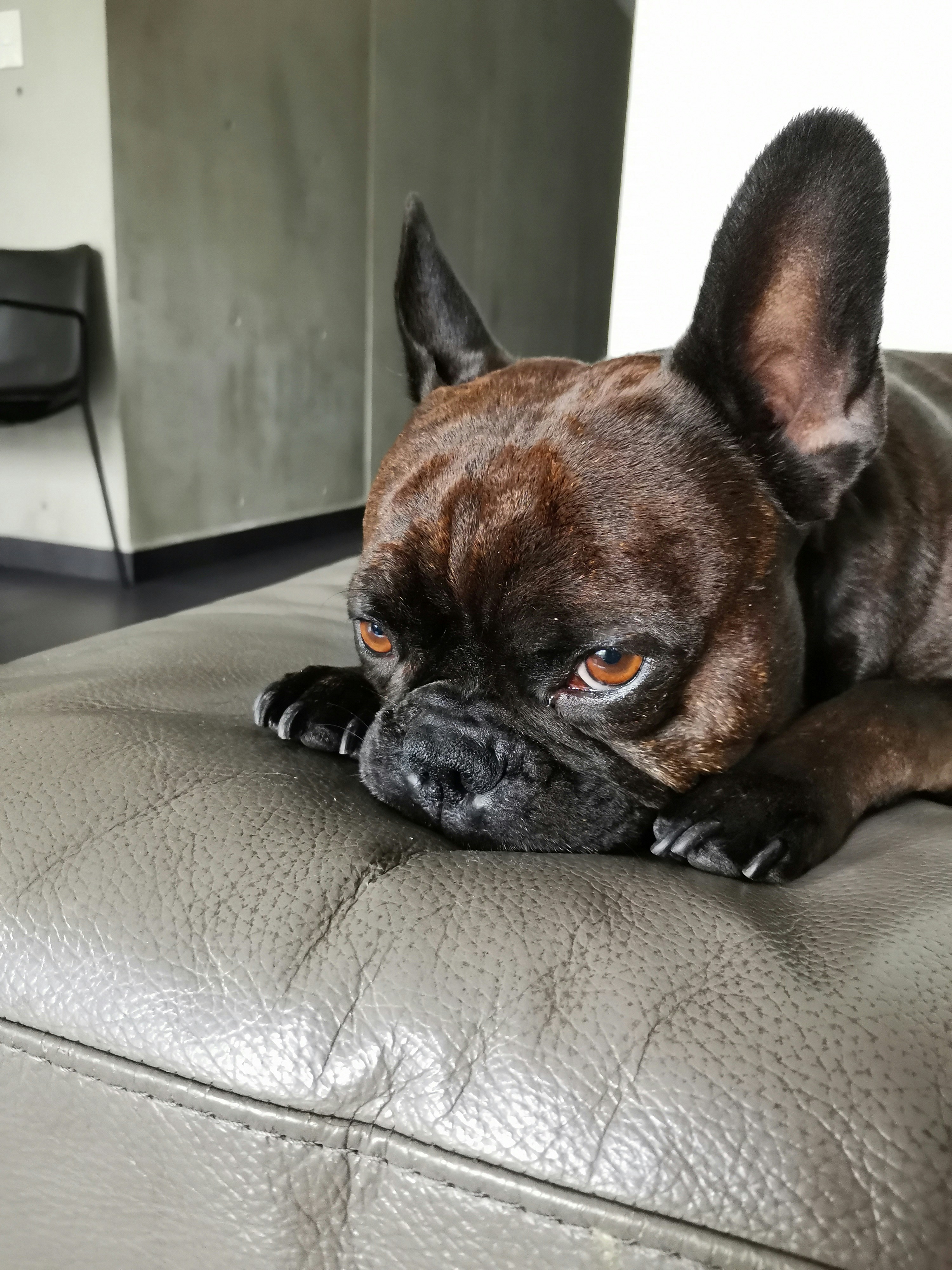 Languid Portrait of a French Bulldog on Leather