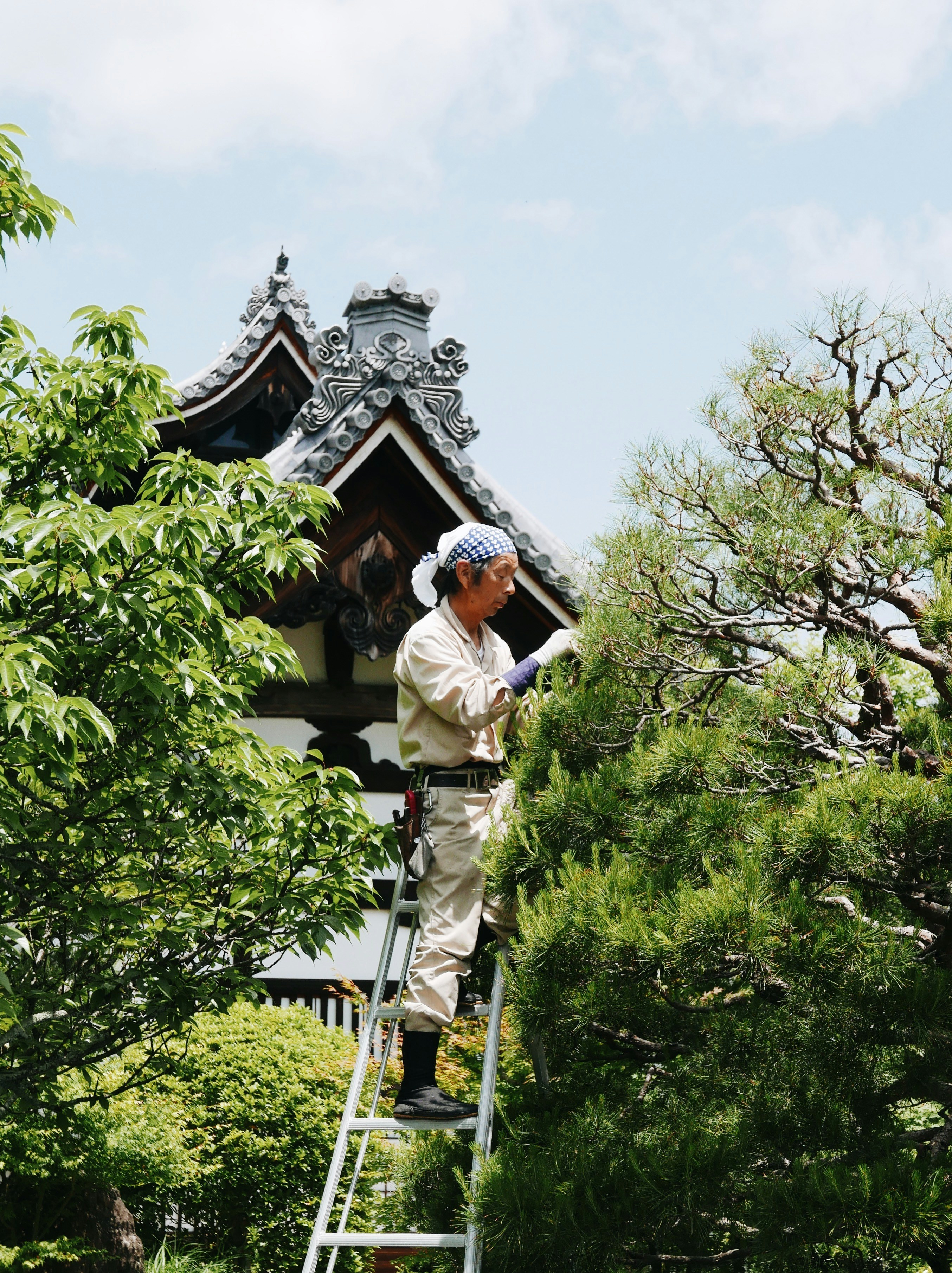 A gardener stands on a ladder, trimming a lush hedge in a tidy garden with an ornate traditional building and decorated tiled roof in the background.