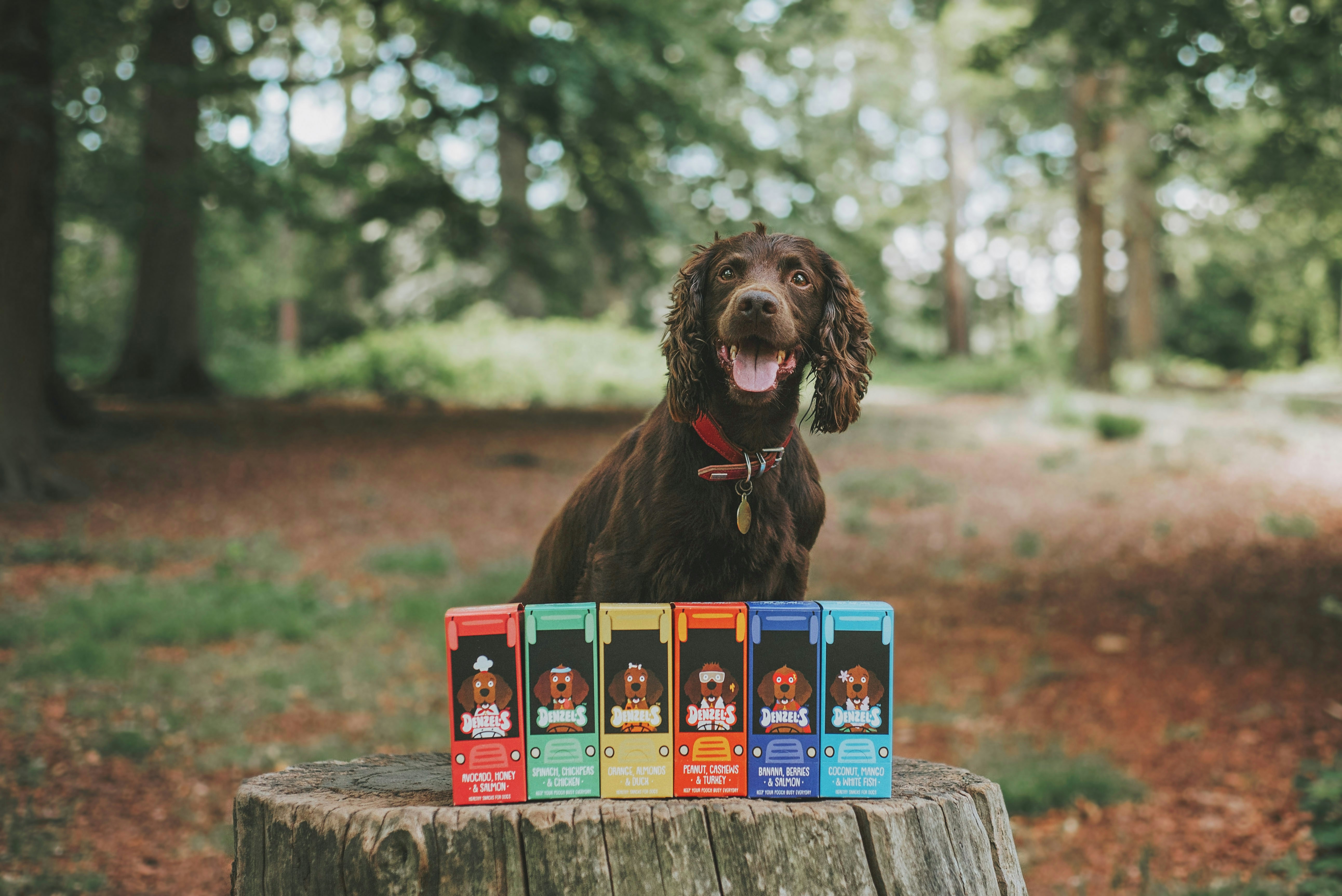 Forest Spotlight: A Brown Spaniel with a Rainbow Row of Dog-Treat Boxes