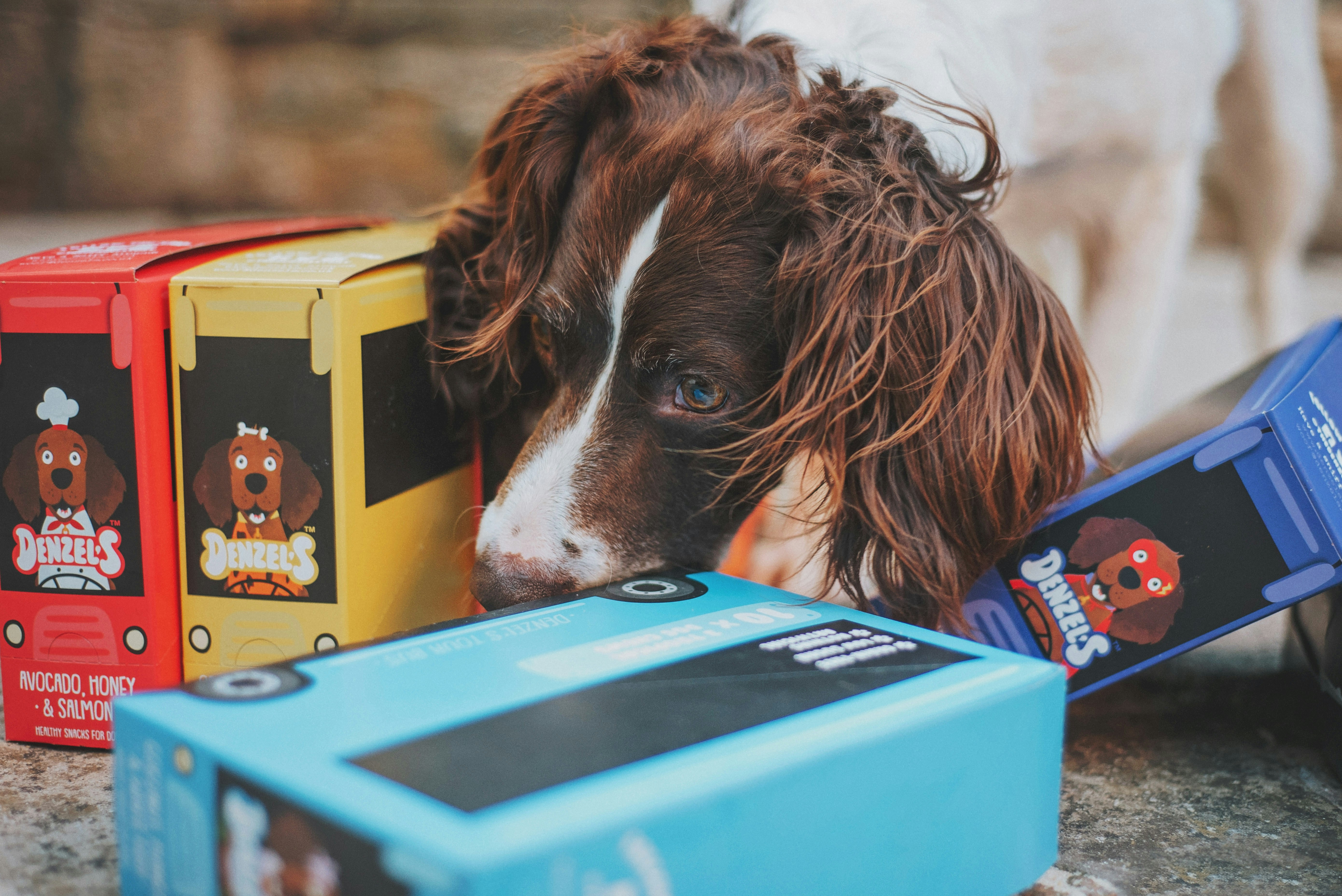 Dog Box Pictures | Download Free Images on Unsplash