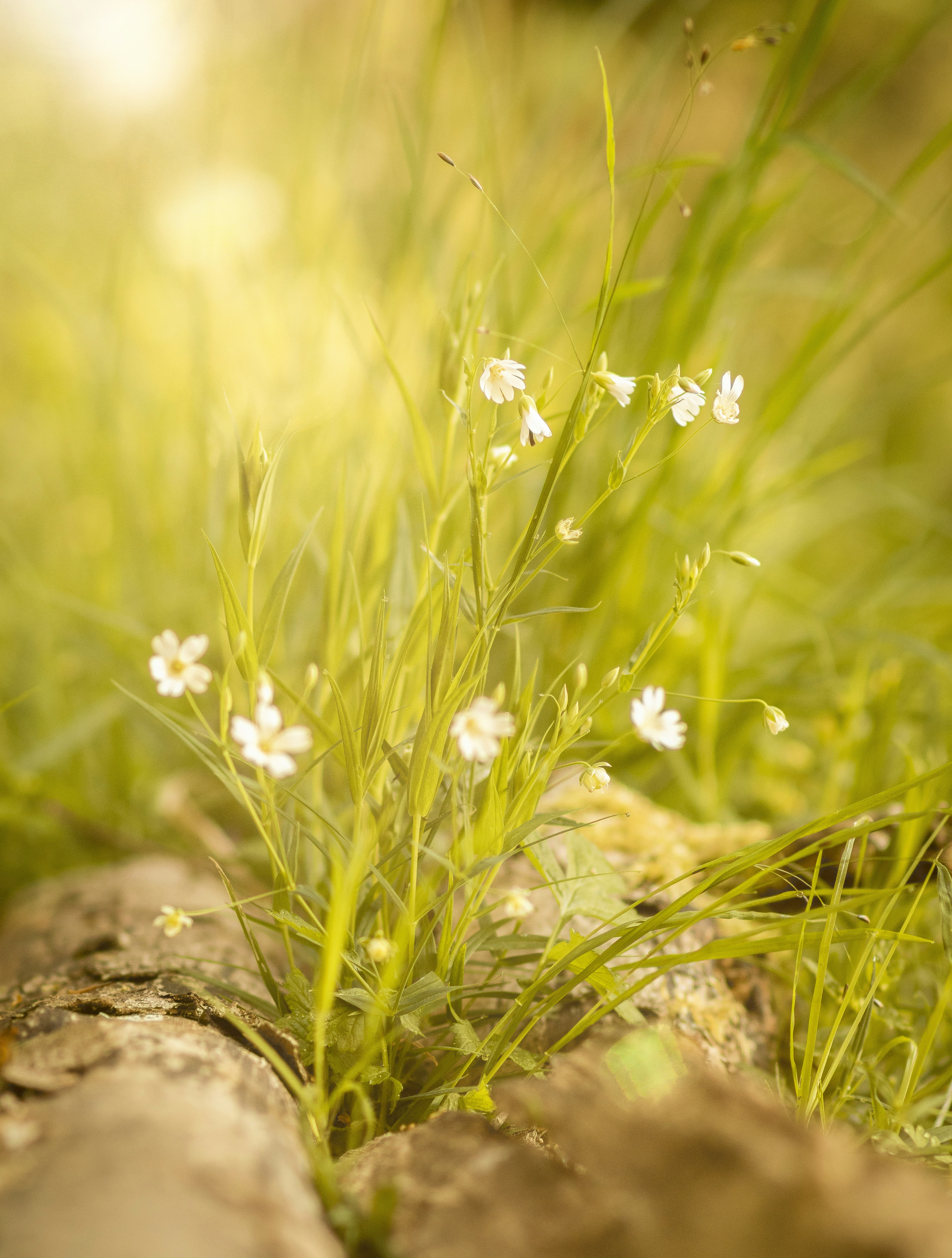 Wild flowers in a forest