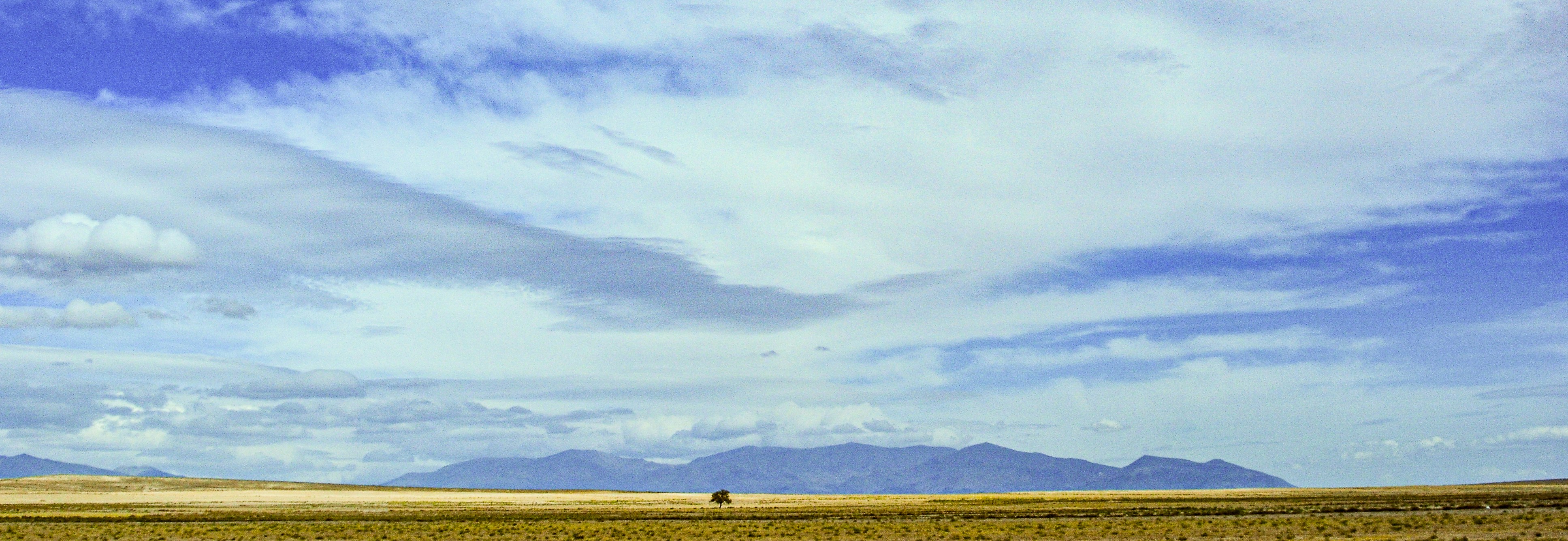 Lone Tree