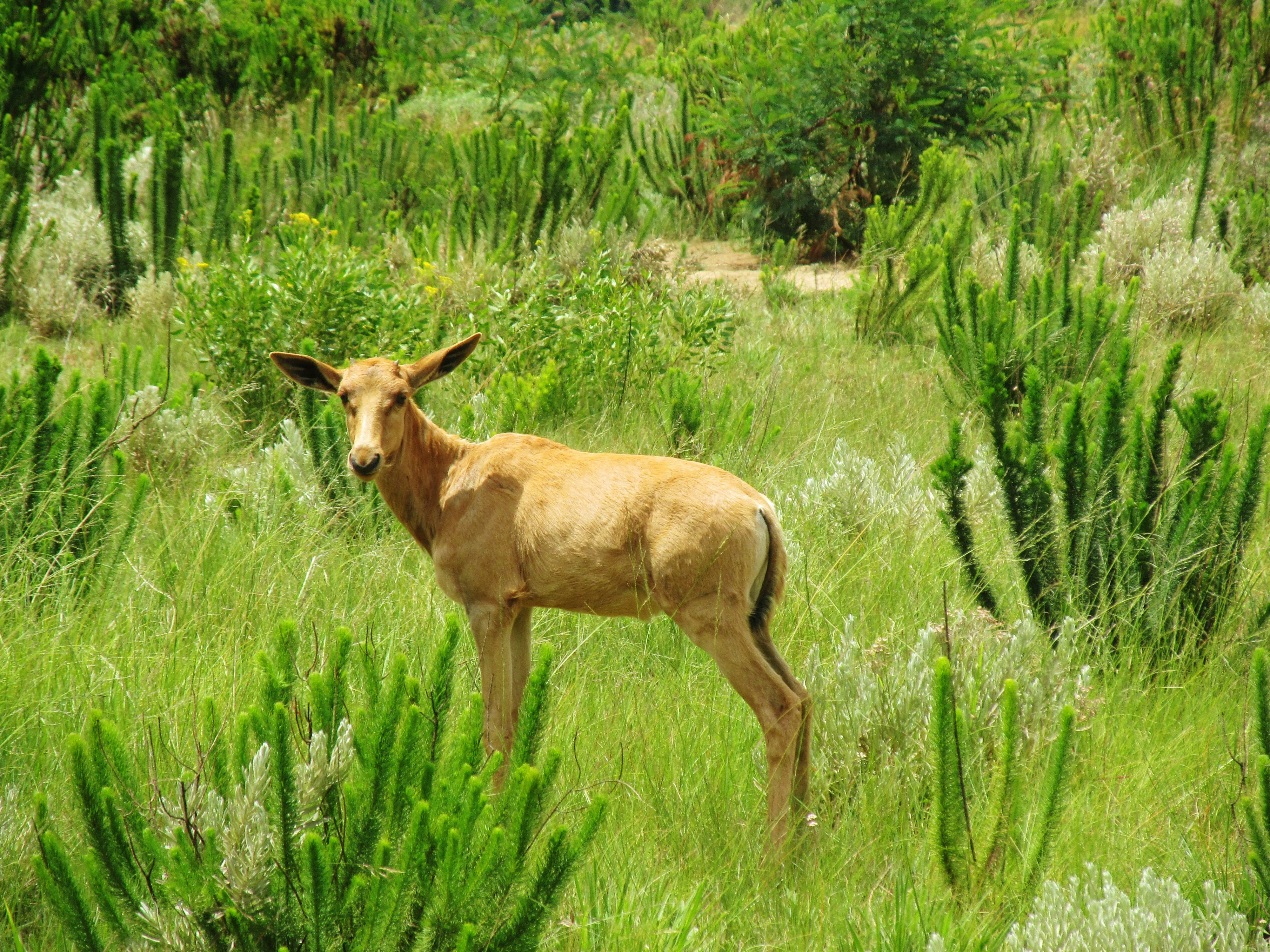 A young gazelle stands alert in a vibrant green landscape, surrounded by tall grasses and cacti. The scene captures the essence of wildlife in its natural habitat.