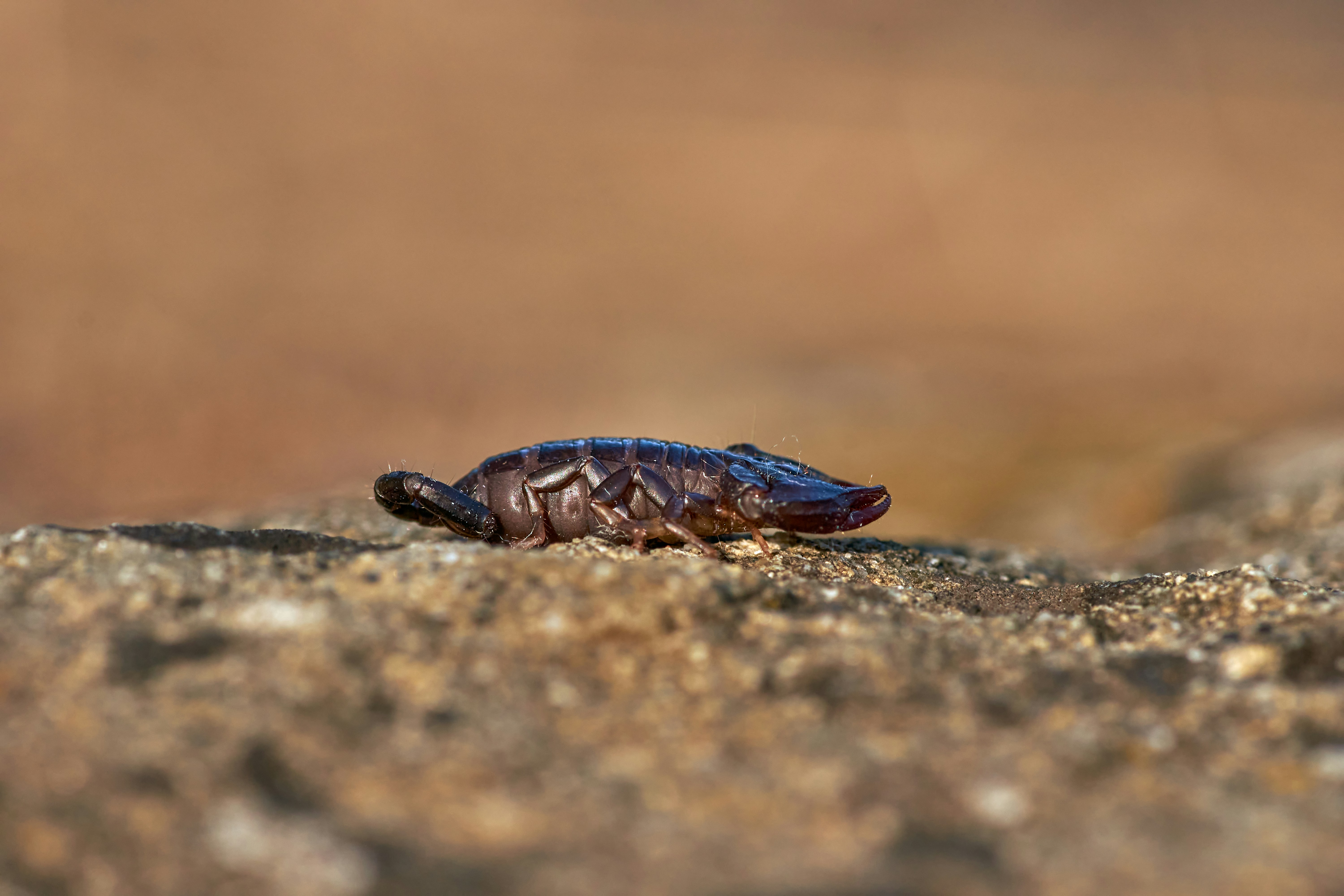 Stone-Bound Sentinel: A Tiny Armored Creature in Macro Focus