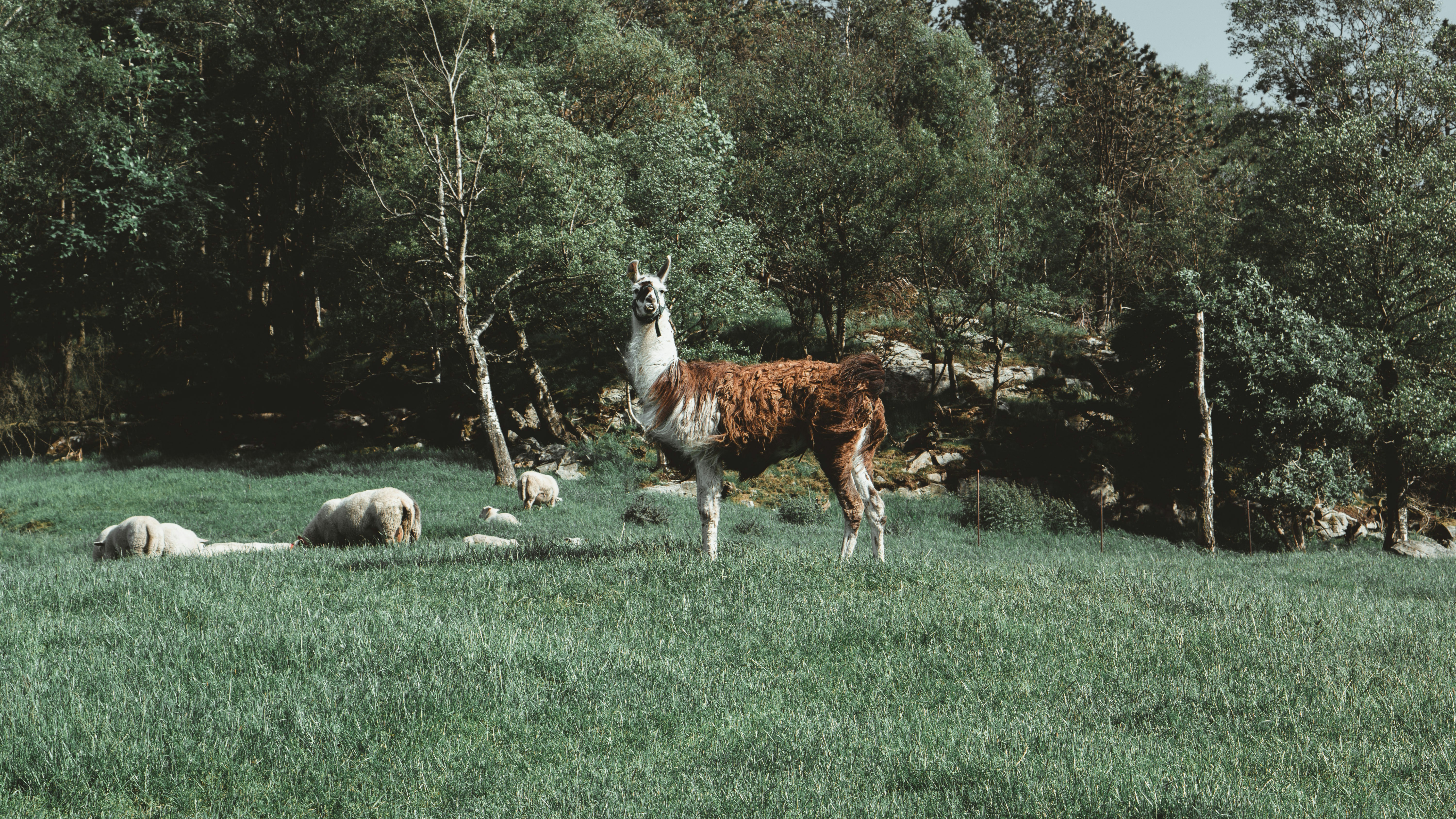 A llama stands alert in a lush green meadow, surrounded by grazing sheep and trees. The tranquil landscape captures the essence of rural life.