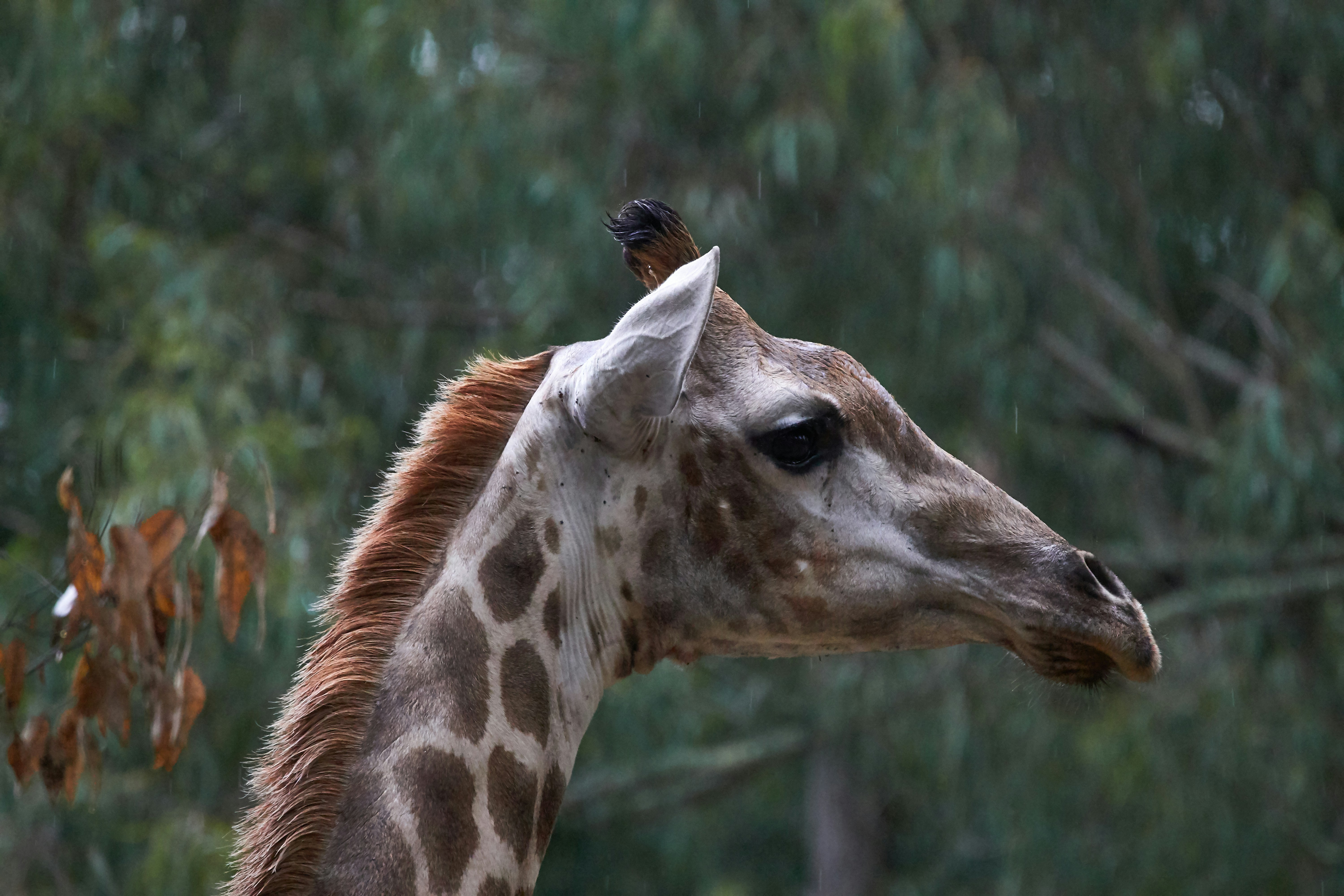 Spotted Silhouette: A Giraffe's Quiet Gaze in Dappled Light