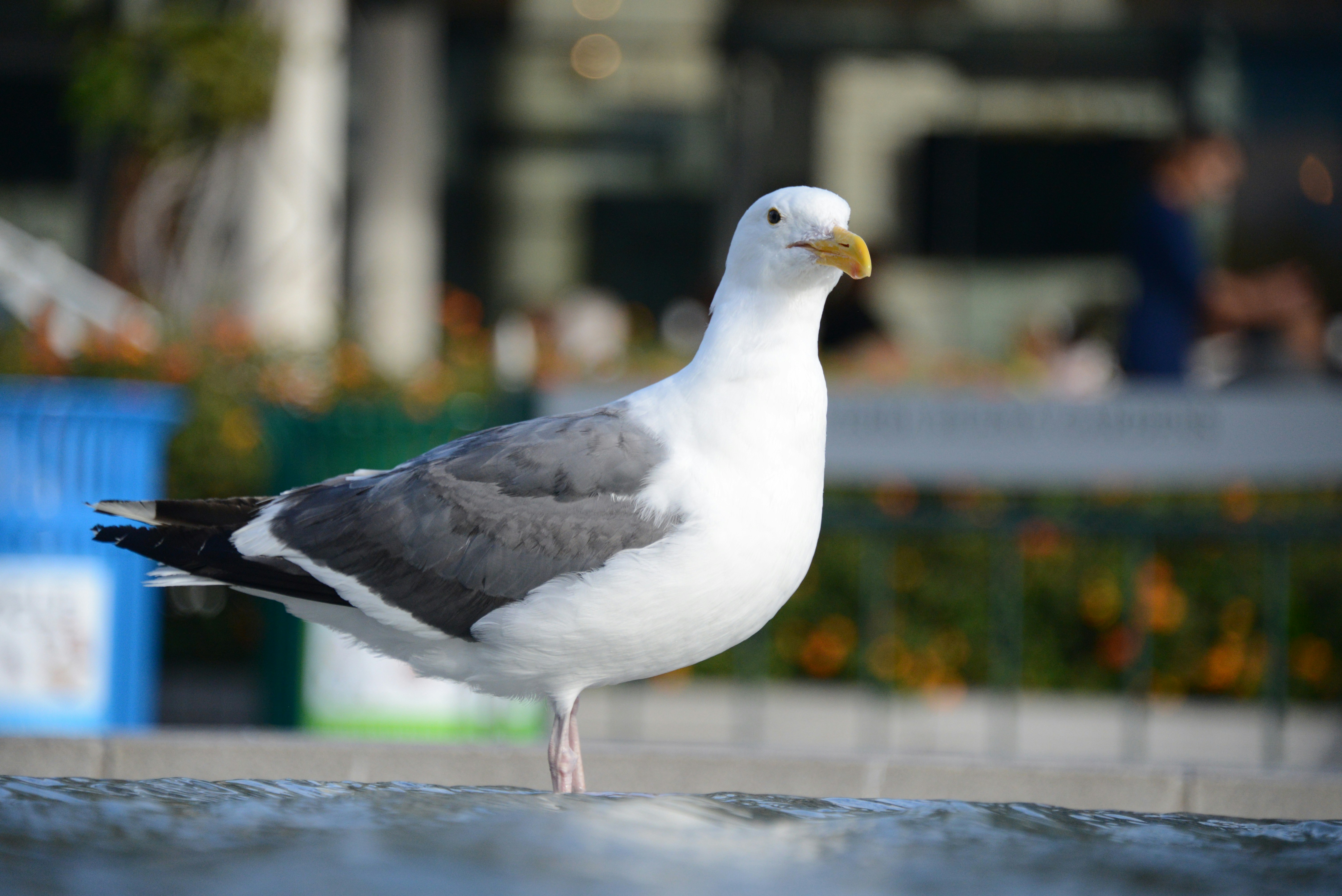 Seagull standing on pavement with blurred cityscape in the background.