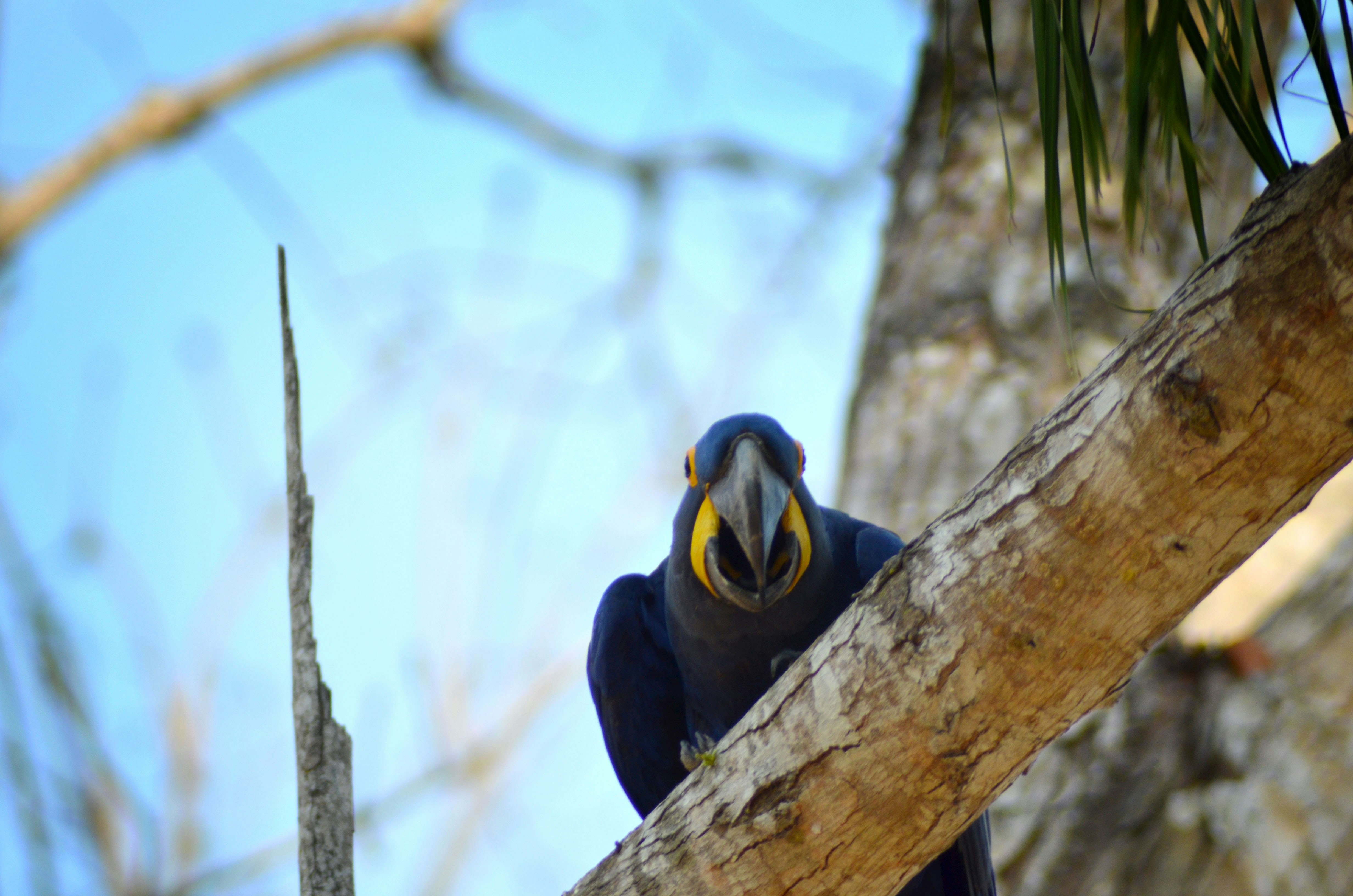 Sunlit Alert: Blue-and-Yellow Macaw Faces the Camera from a Weathered Branch
