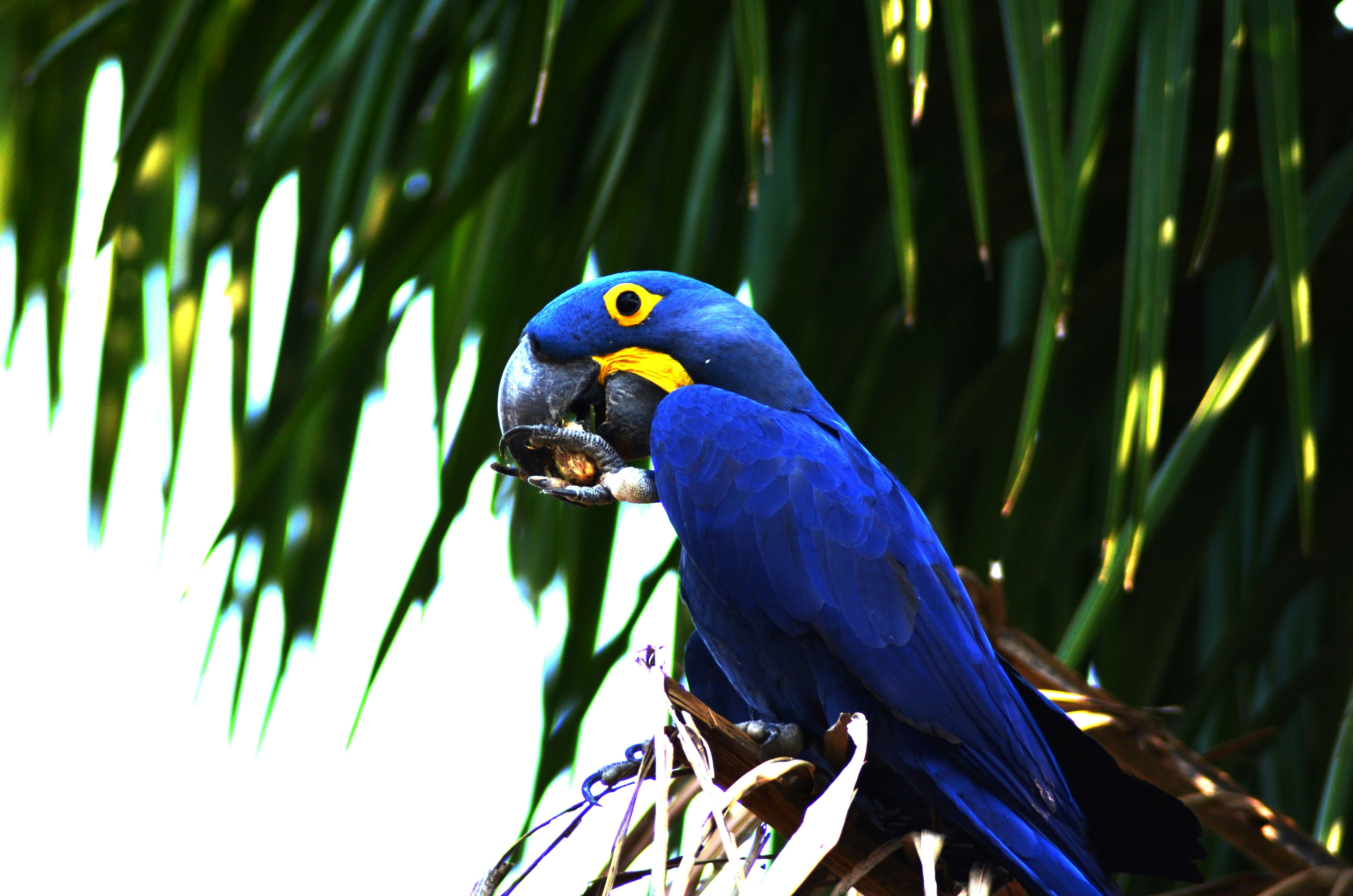 Foto do Blue Macaw em seu habitat natural - Pantanal Brasil. Foto: @ abraaoopaes / @animalpantanaltour