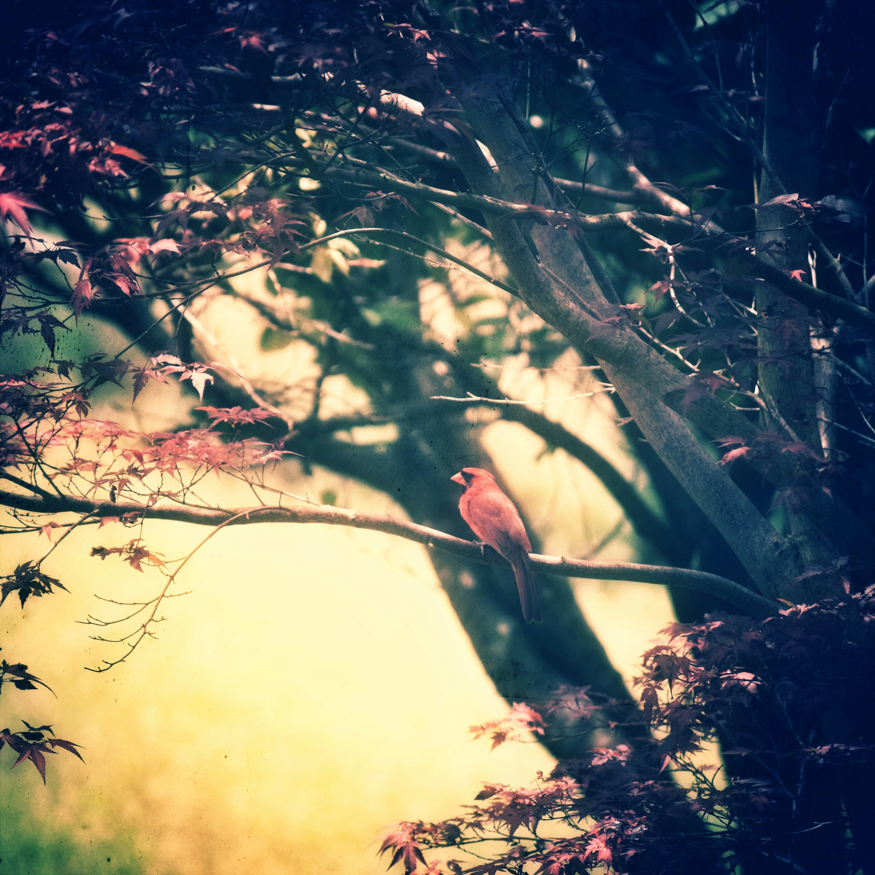 Crimson Bird on a Sunlit Branch Amid Dappled Canopy