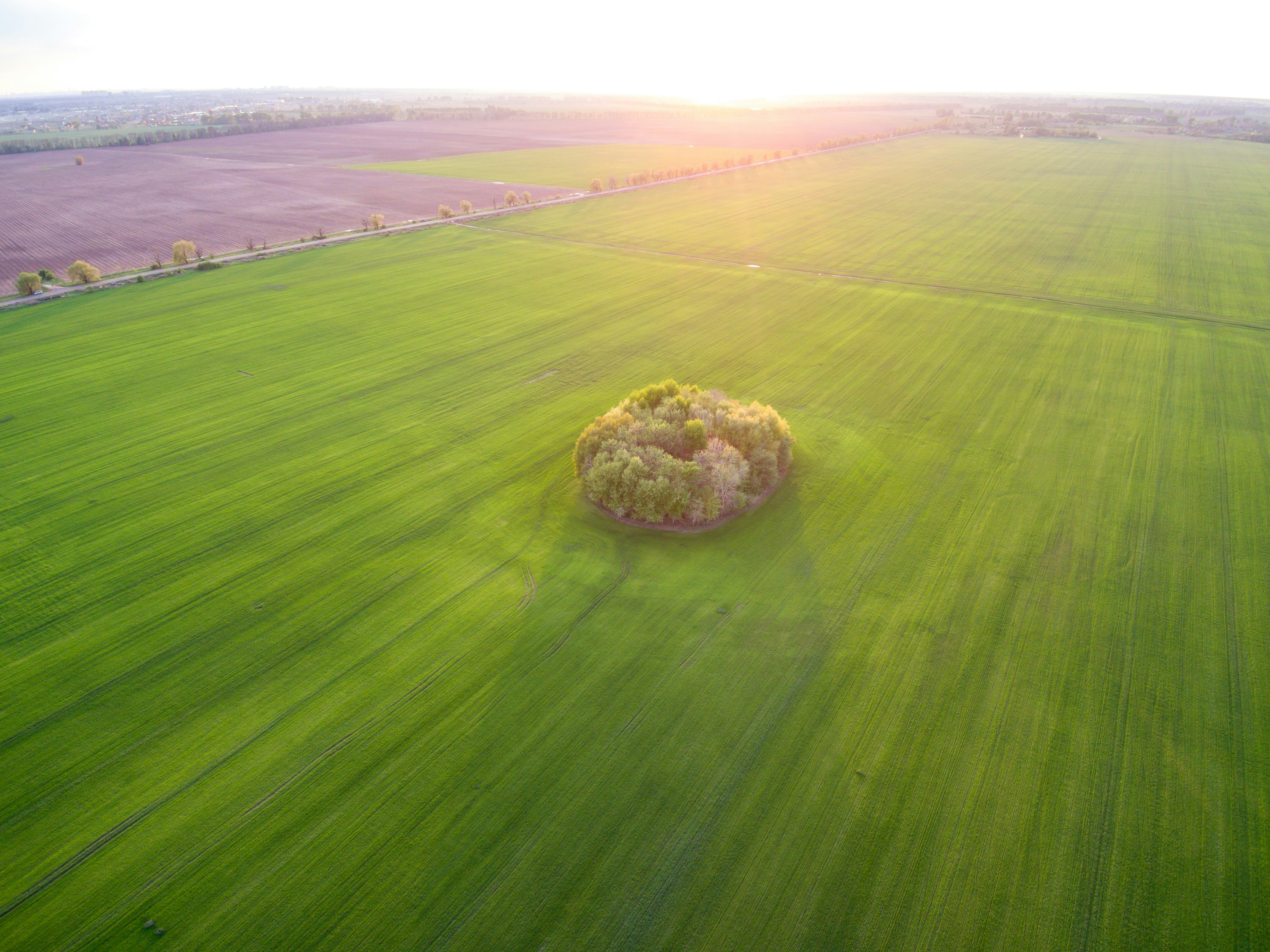 Central Tree Island Under Open Sky