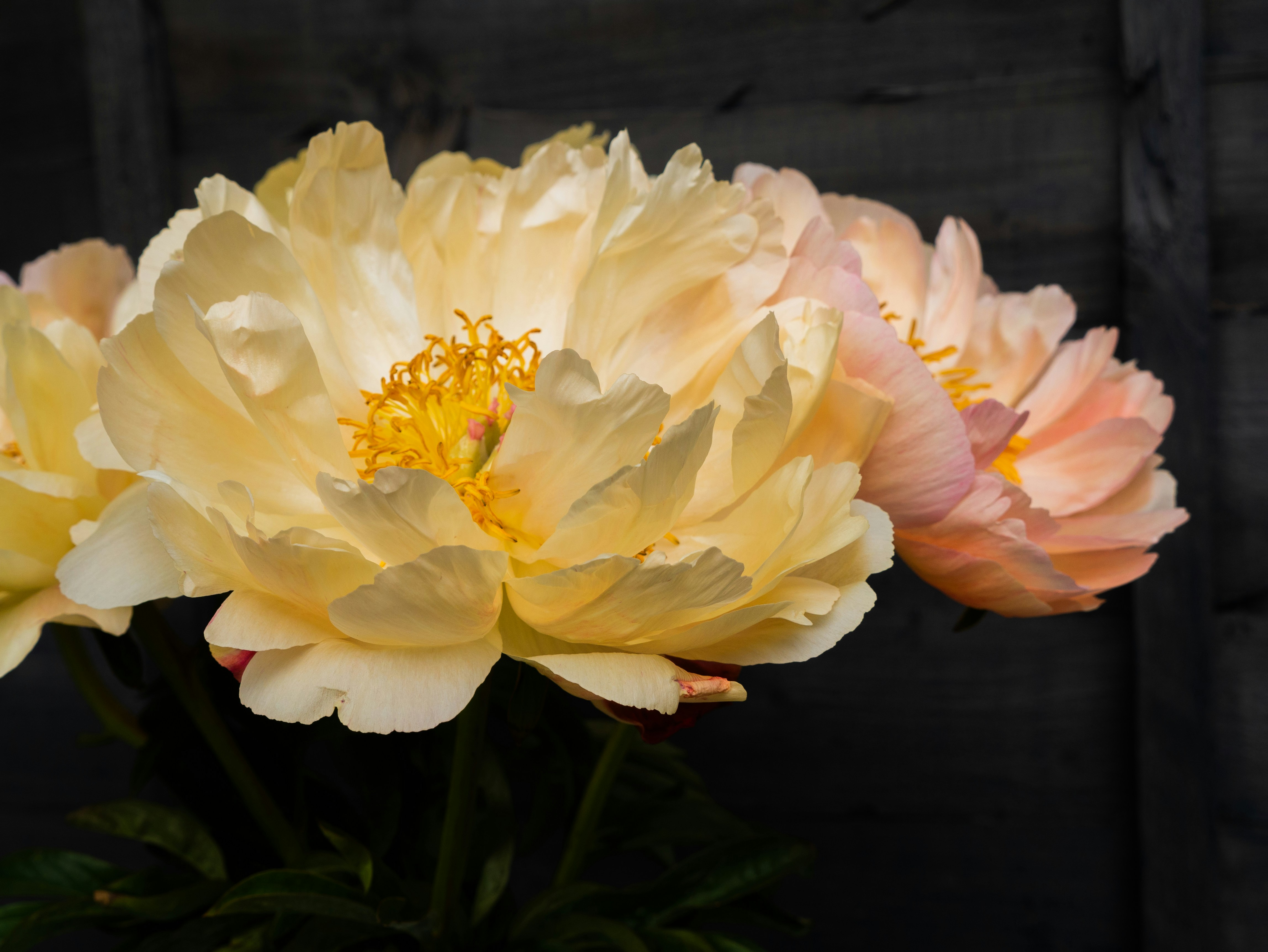 Peony Chorus: Creamy Blooming Petals Against a Dusk-dark Wall
