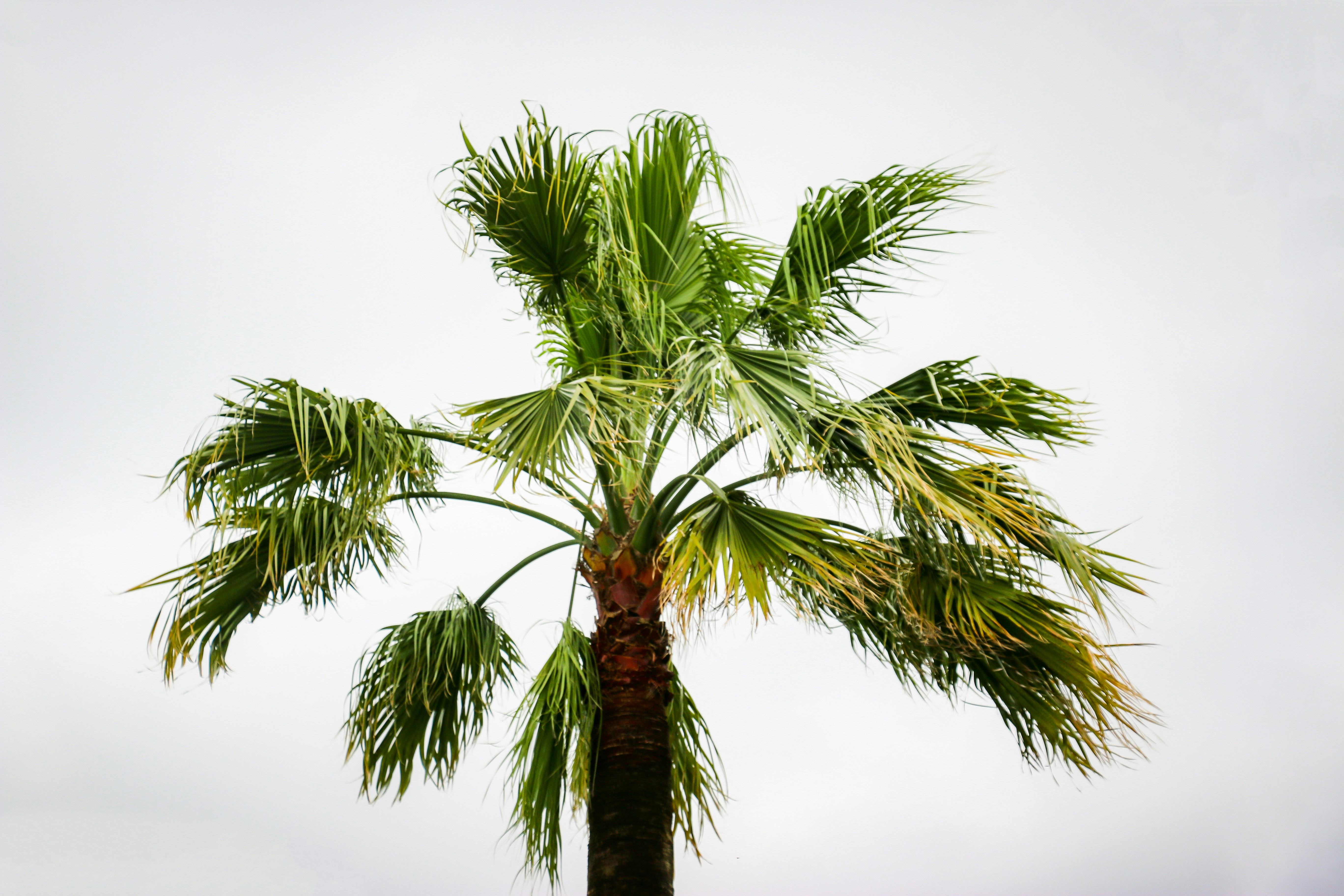 Frond Crown Against a Pale Sky: Palm Fronds in Quiet Light