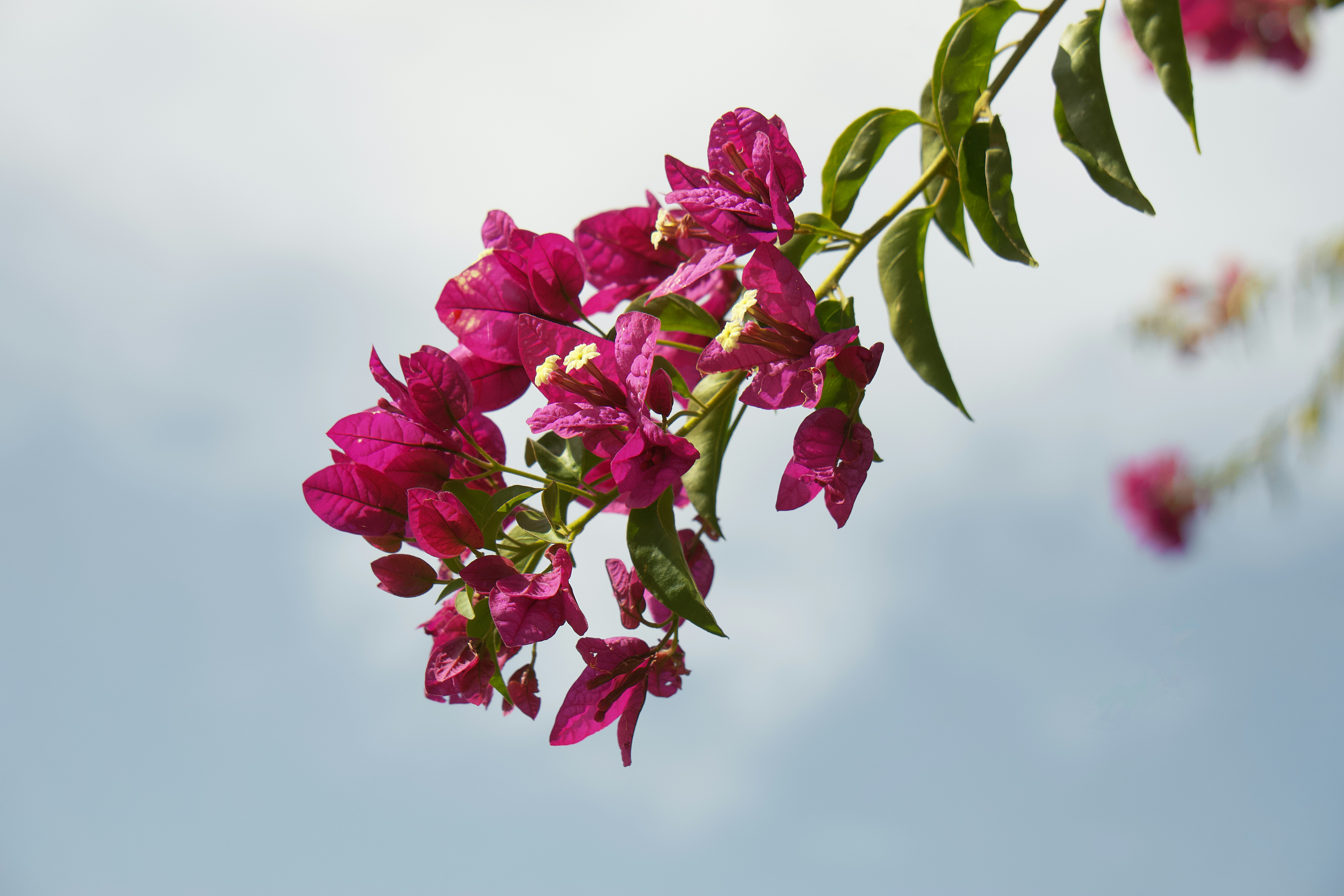 Vibrant pink bougainvillea flowers cascading from a branch set against a clear blue sky.