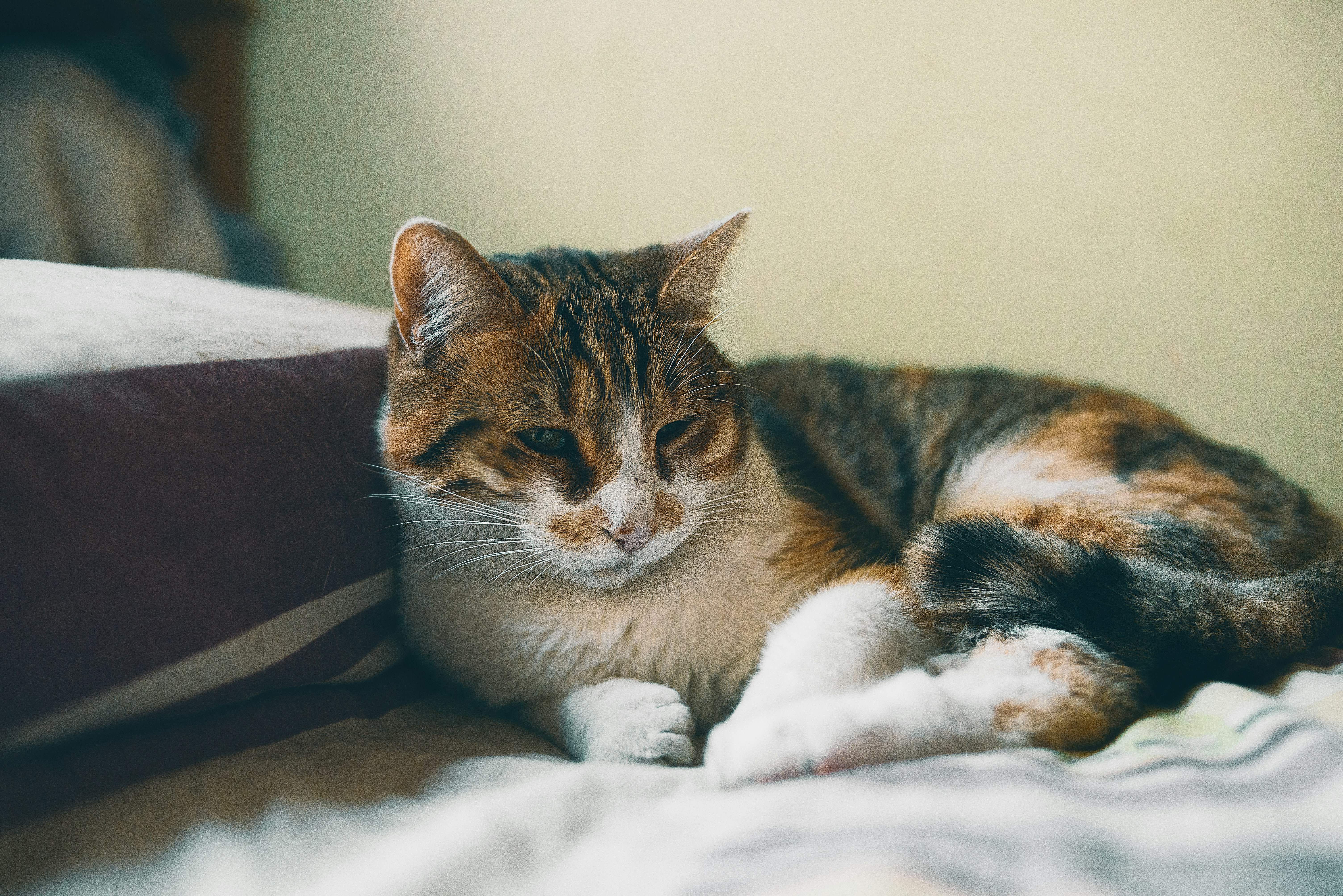 Calico Reverie on a Sunlit Pillow