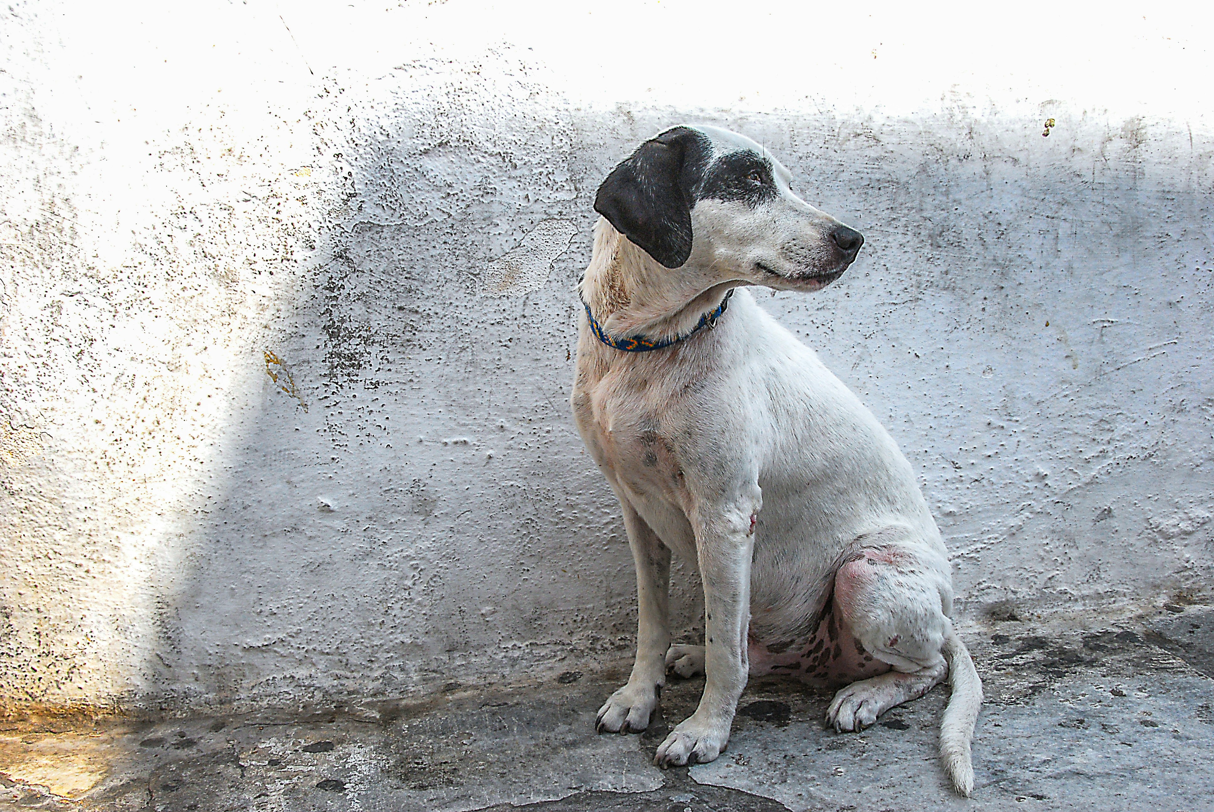 A white dog with black markings sits thoughtfully against a textured wall, illuminated by soft sunlight.