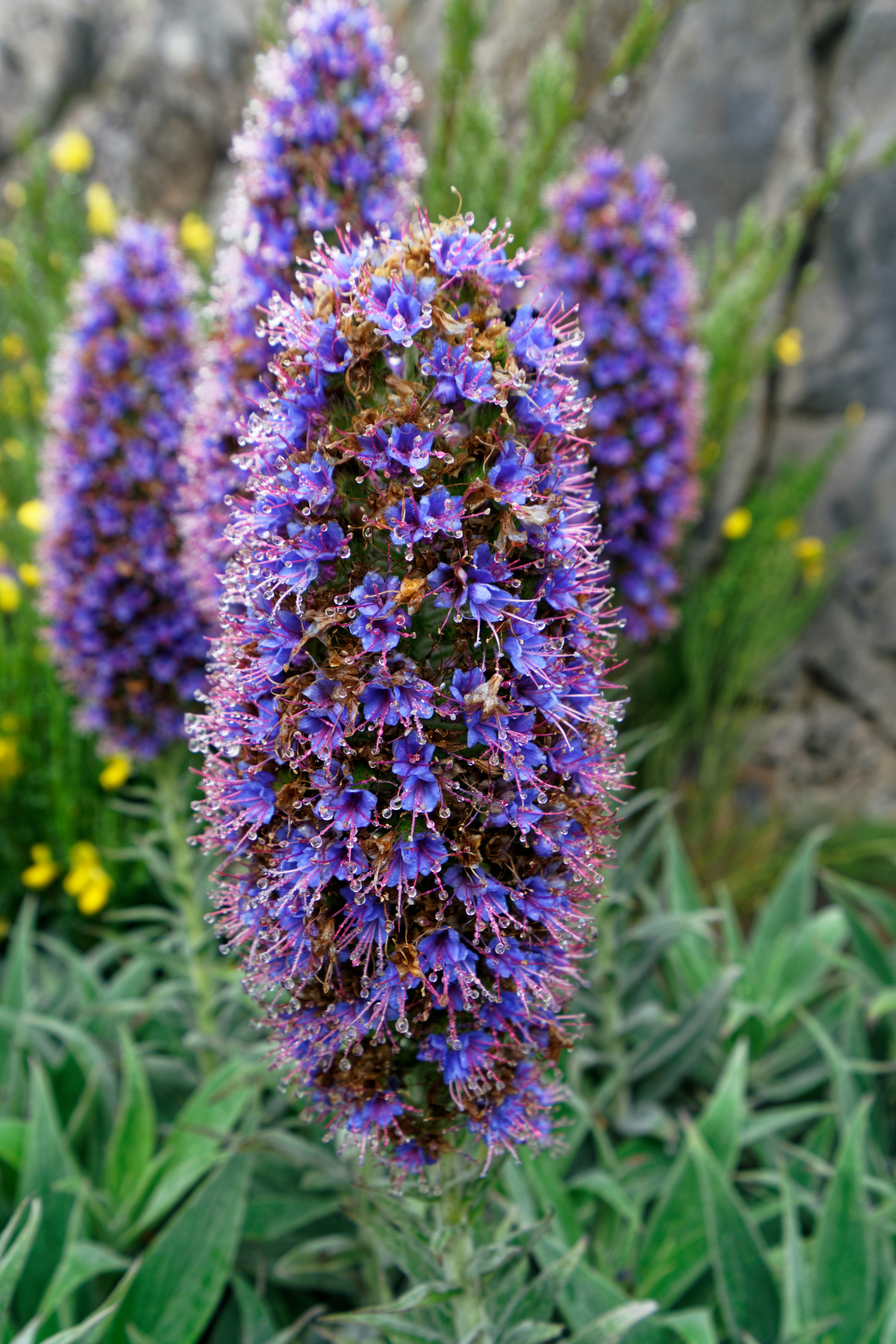 chium candicans, the pride of Madeira, is a species of flowering plant in the family Boraginaceae, native to the island of Madeira.