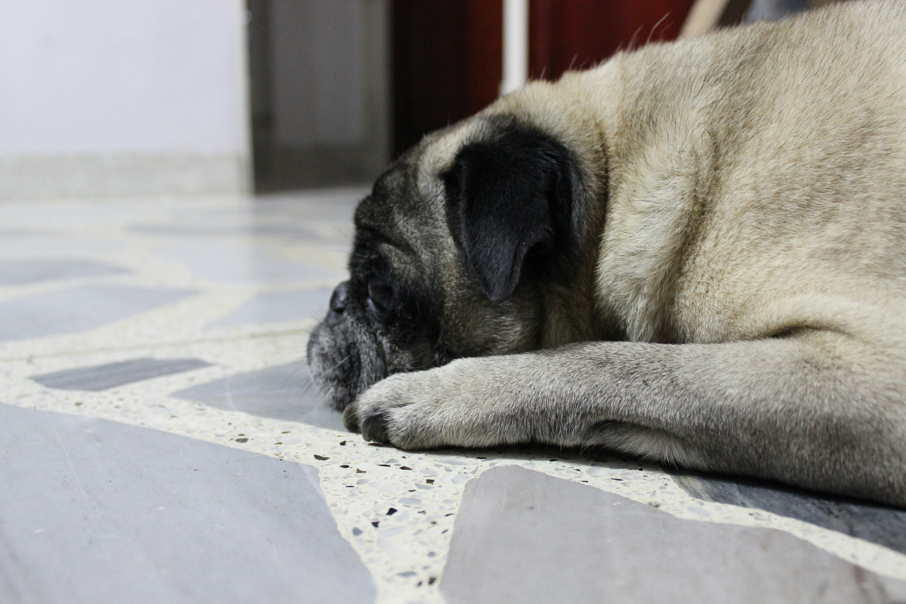A pug resting peacefully on a patterned floor, showcasing its calm demeanor and unique features.