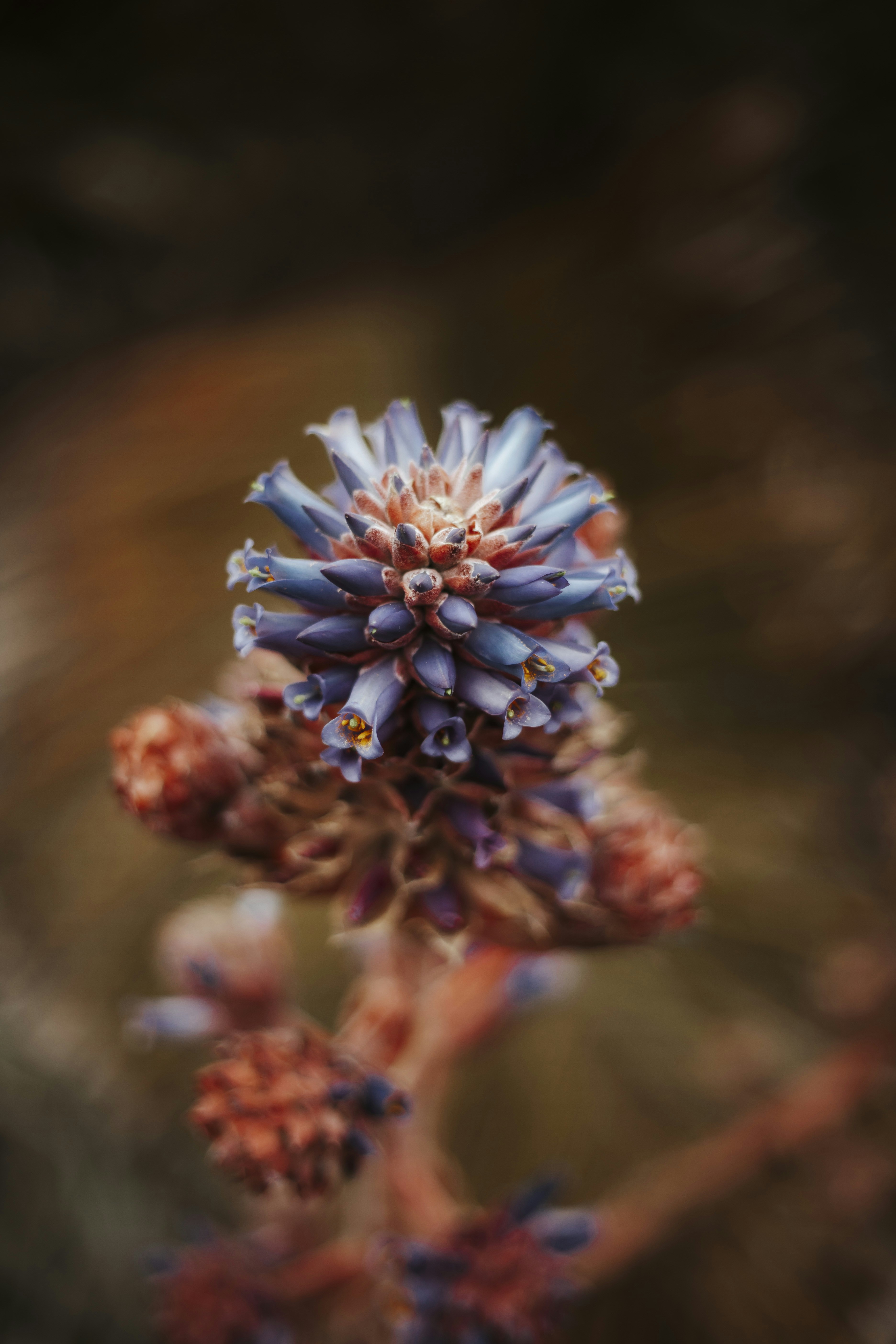 Blue Twilight: A Close-Up of a Violet-Blue Bloom Amid Soft Ember Background