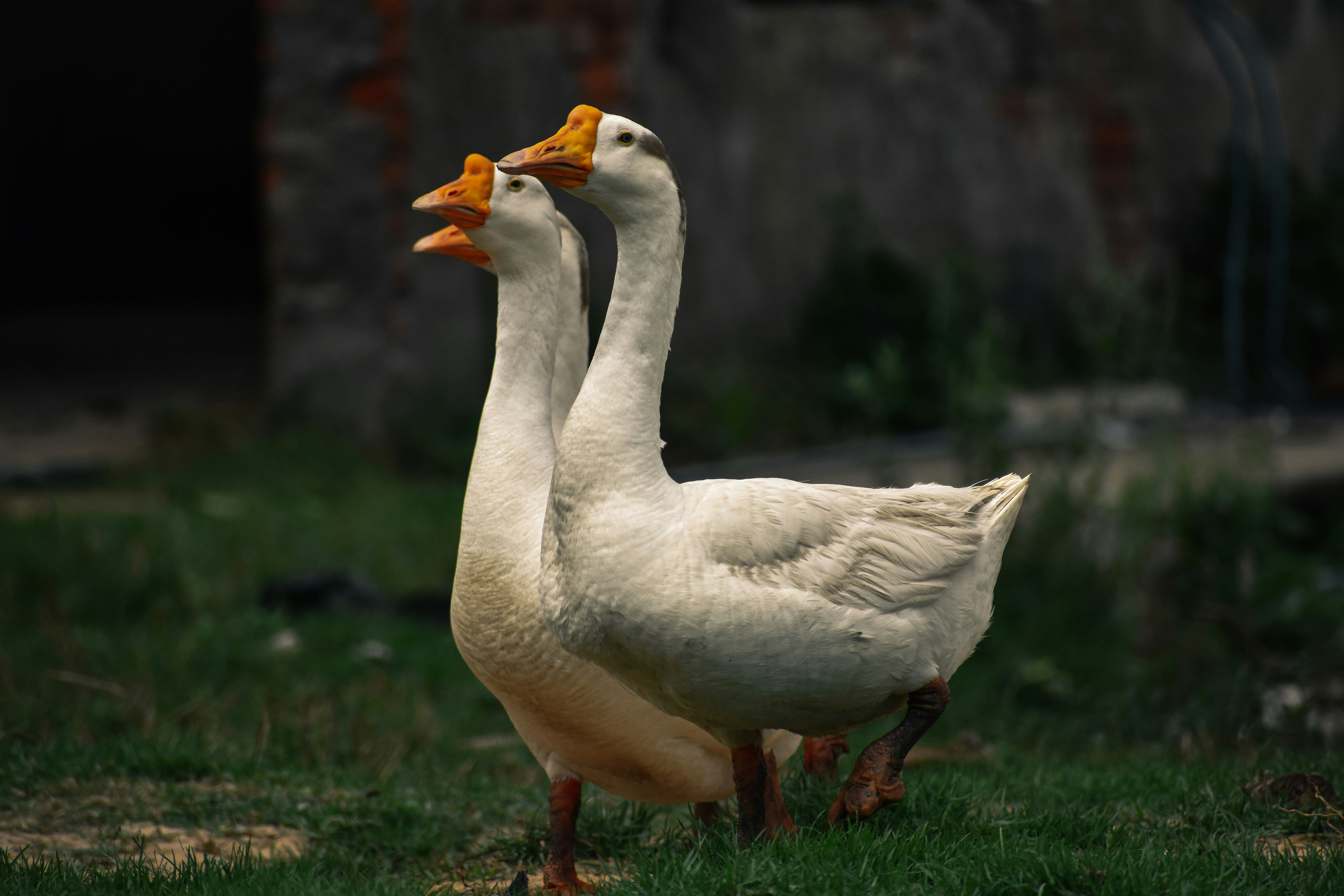 Two elegant white geese walking side by side on lush green grass, showcasing their vibrant orange beaks and distinct features.