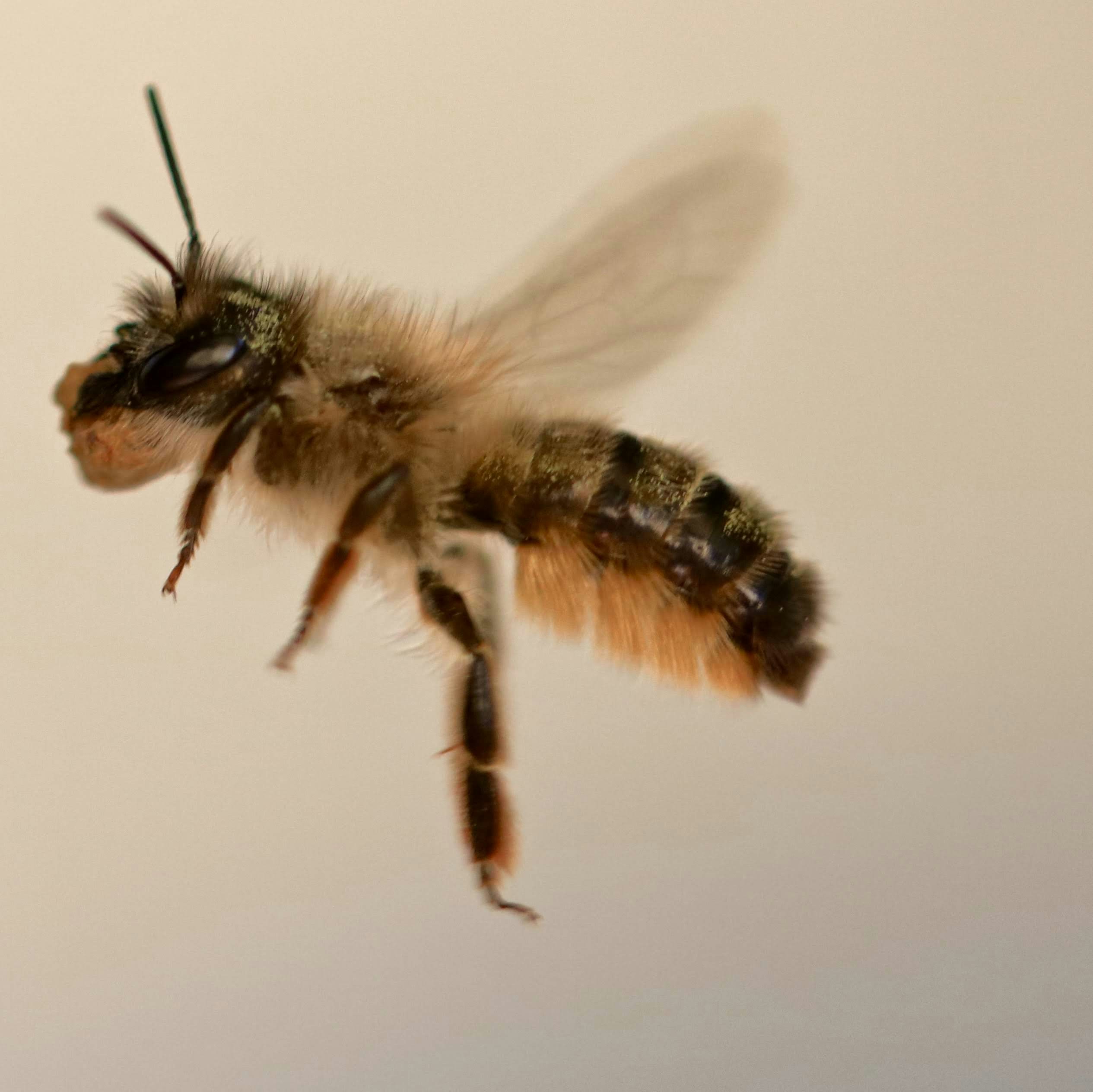 black and brown bee on white surface
