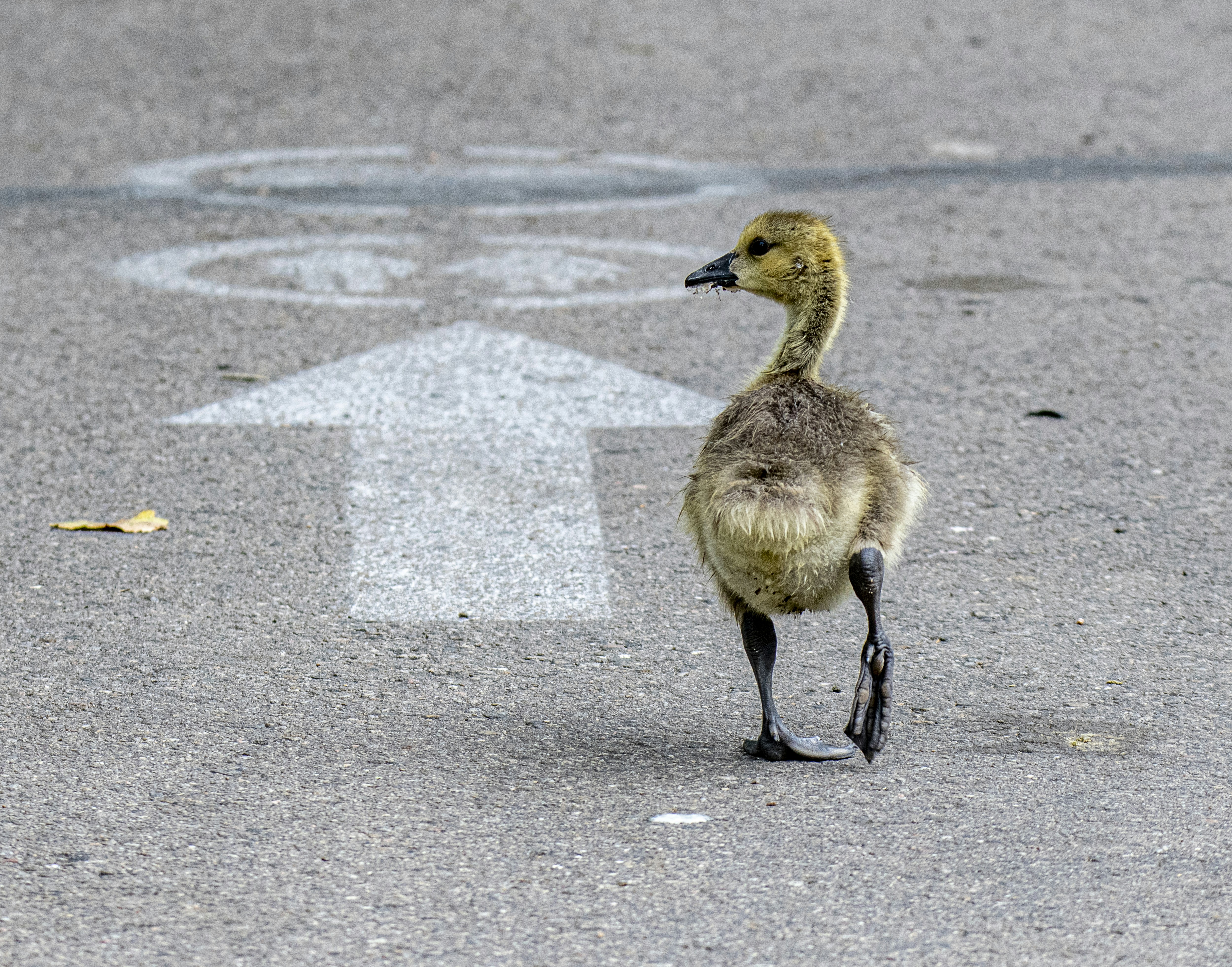 brown duck walking on gray concrete road during daytime