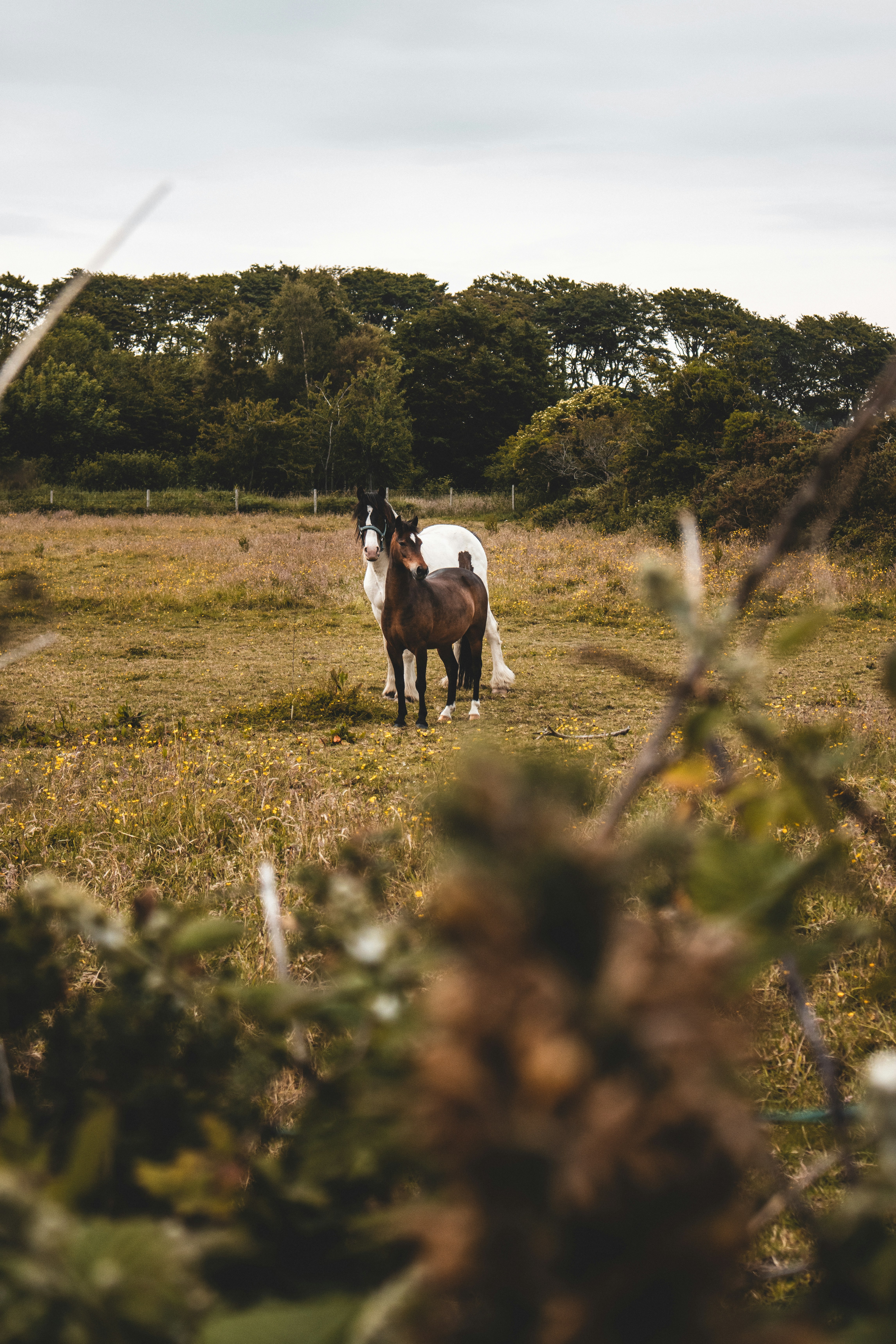 Midfield Duo: Brown and White Horses in a Meadow Portrait