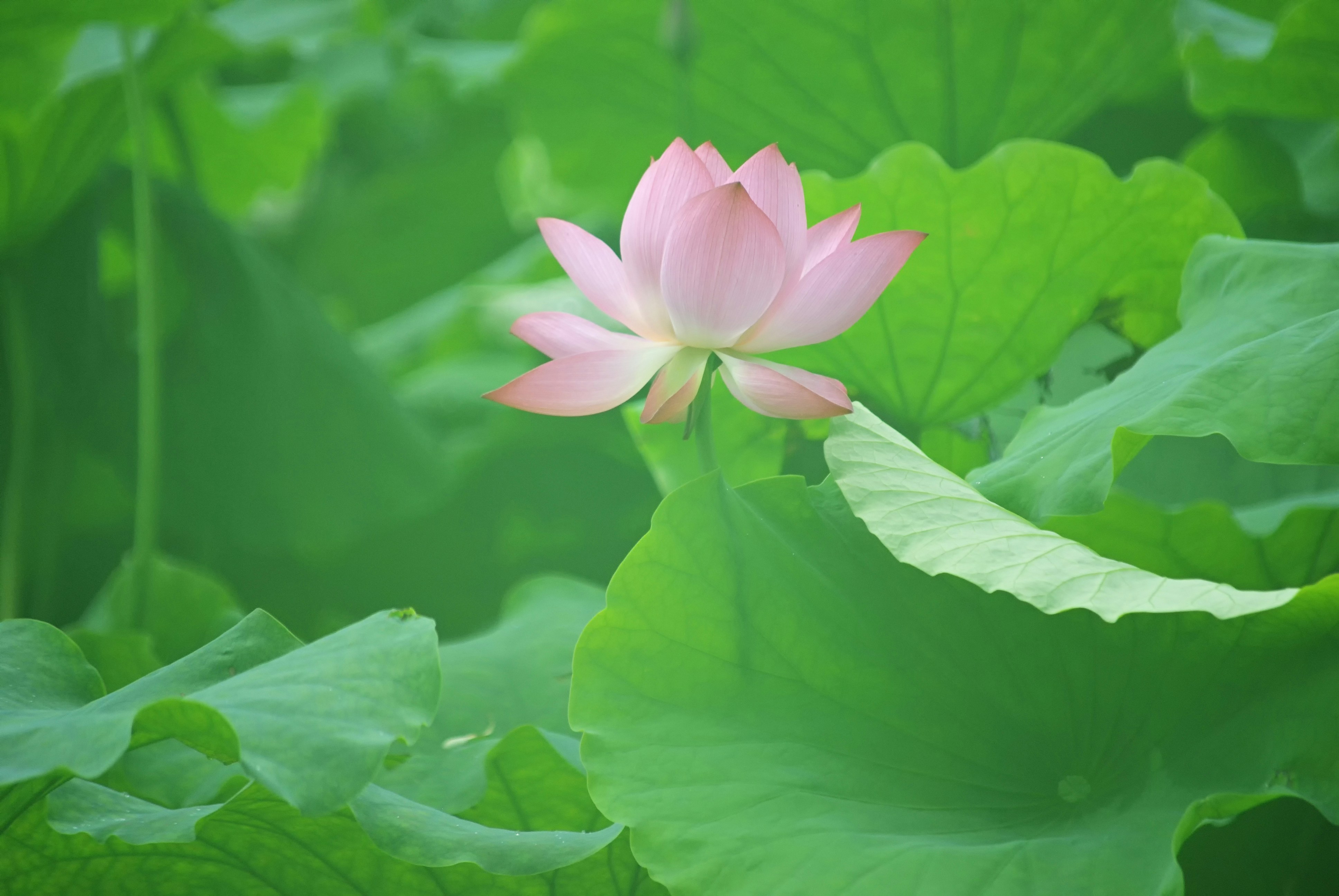Delicate pink lotus flower rises gracefully above lush green leaves in a tranquil pond setting.