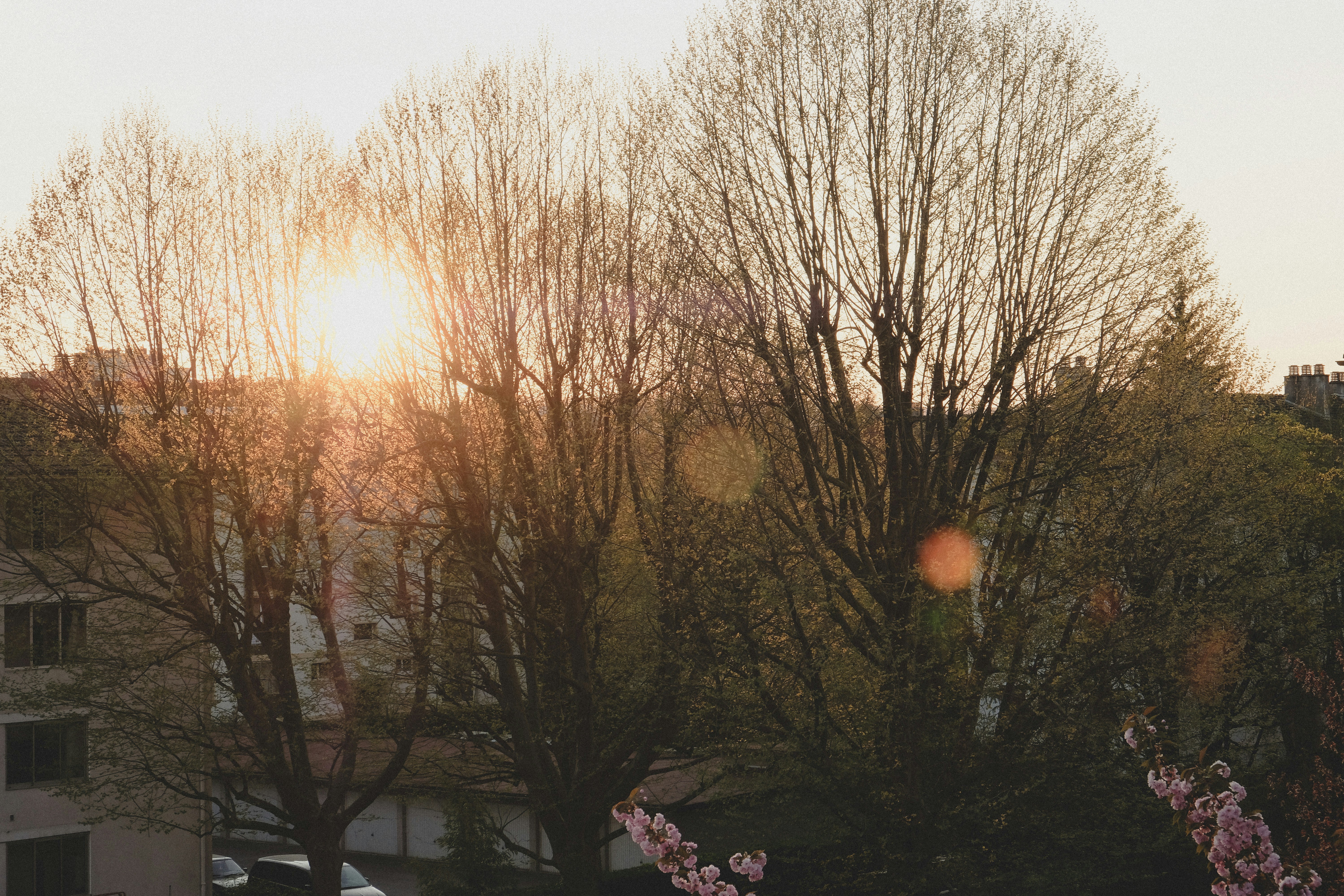 Sunset filtering through leafless trees, casting soft light on a tranquil urban scene adorned with blooming flowers.