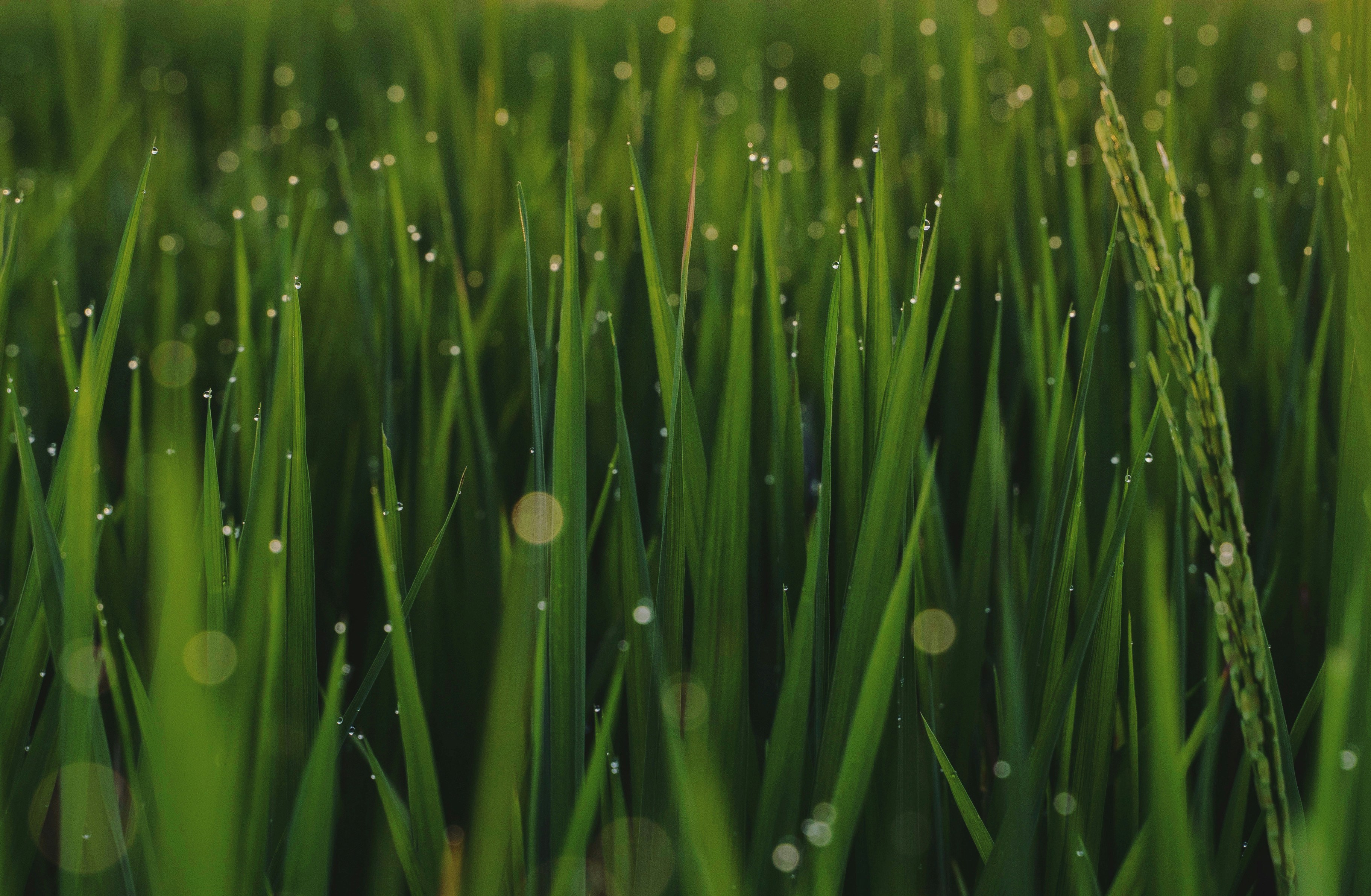 Lush green grass blades adorned with glistening dew drops under soft sunlight, creating a serene and vibrant natural scene.
