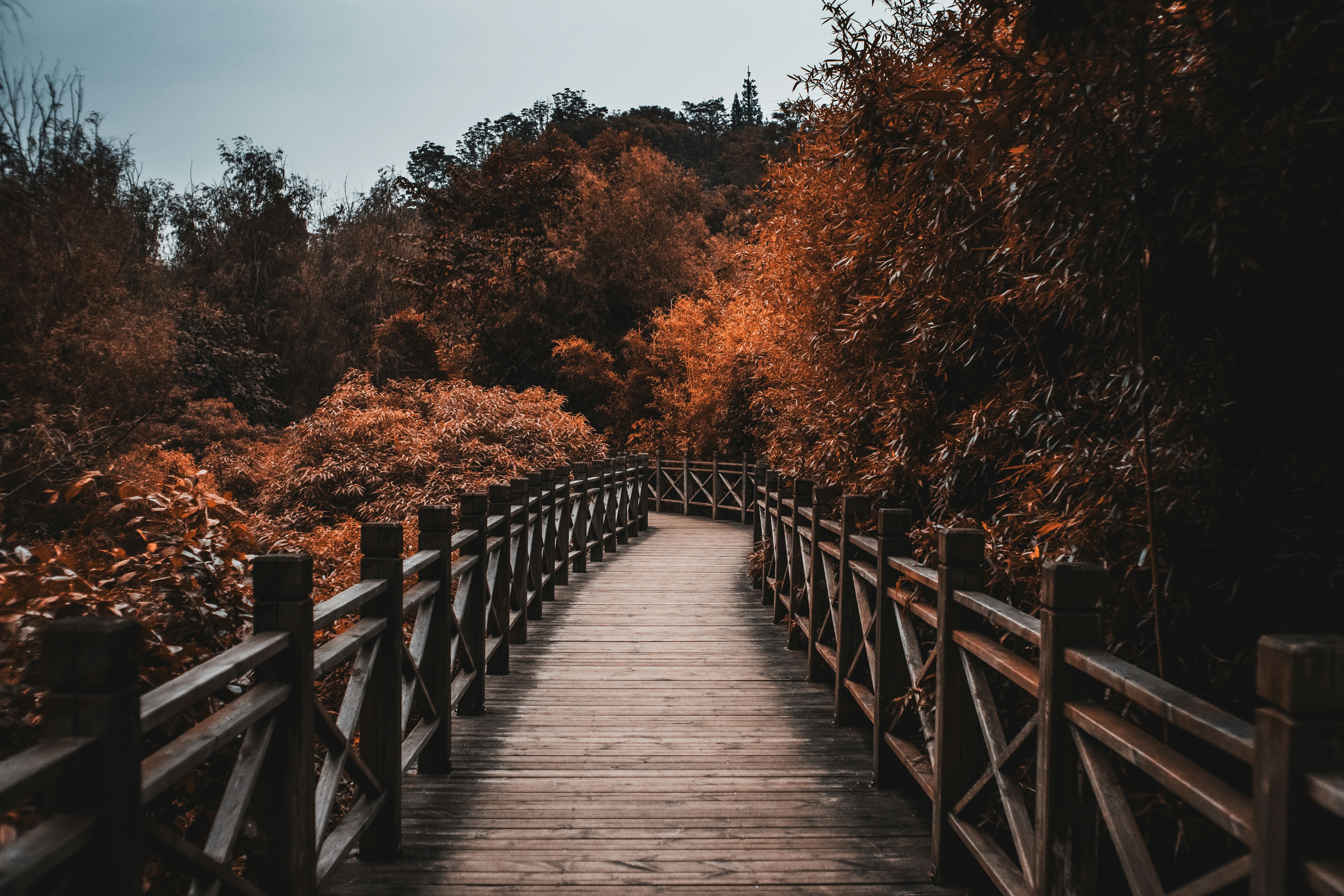 Brown wooden bridge between trees during daytime photo – Free Brown ...