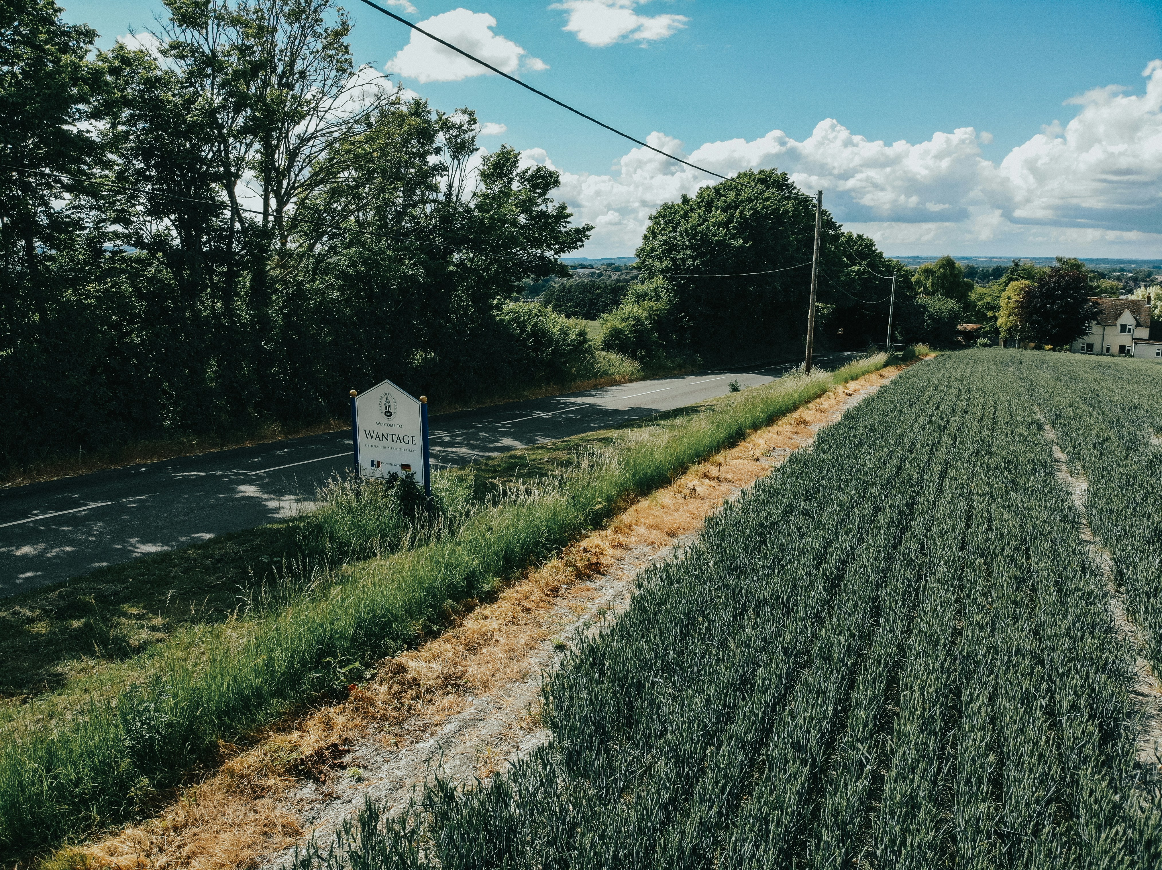 Muted Zoom Background