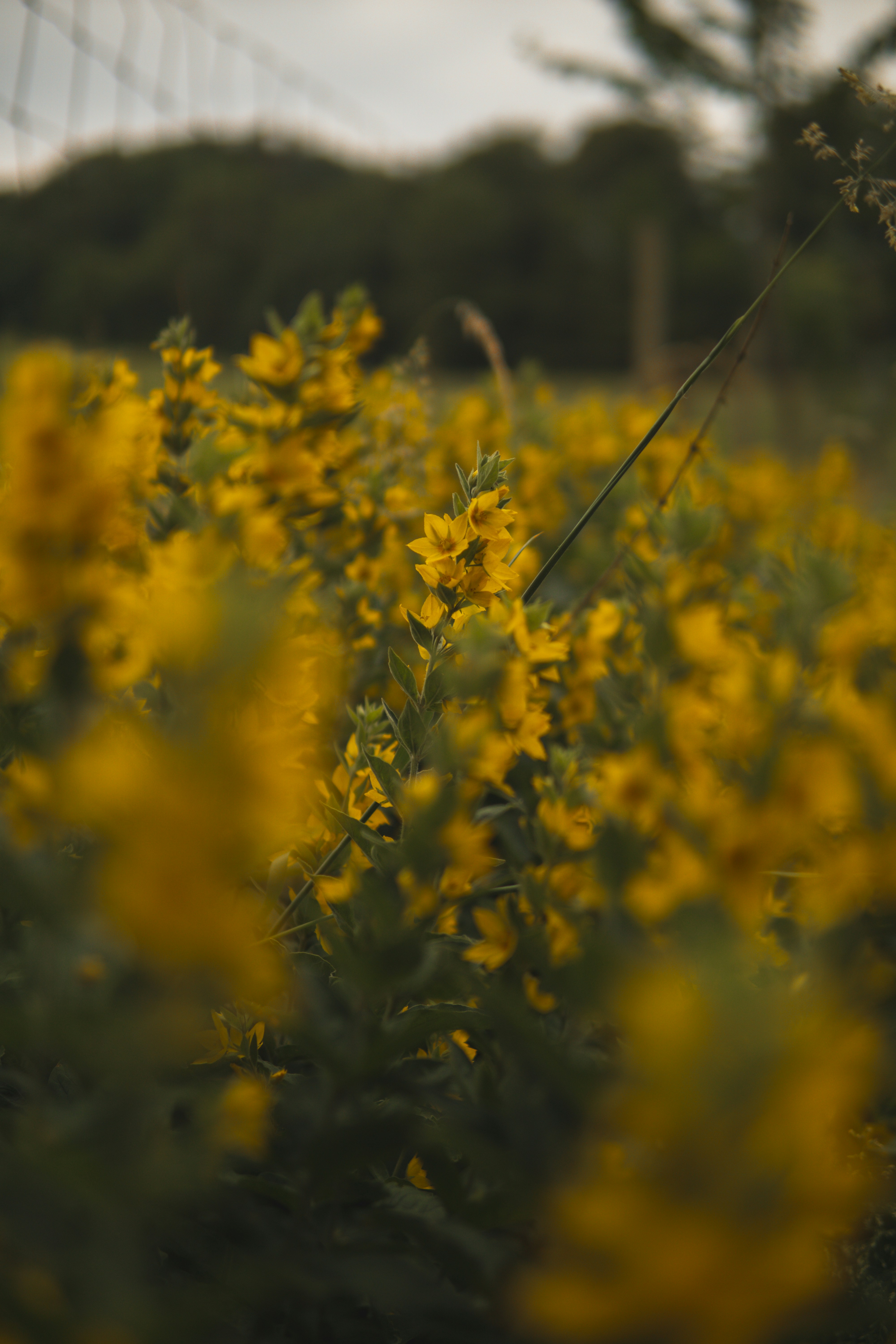 Golden Haze in a Field of Flame
