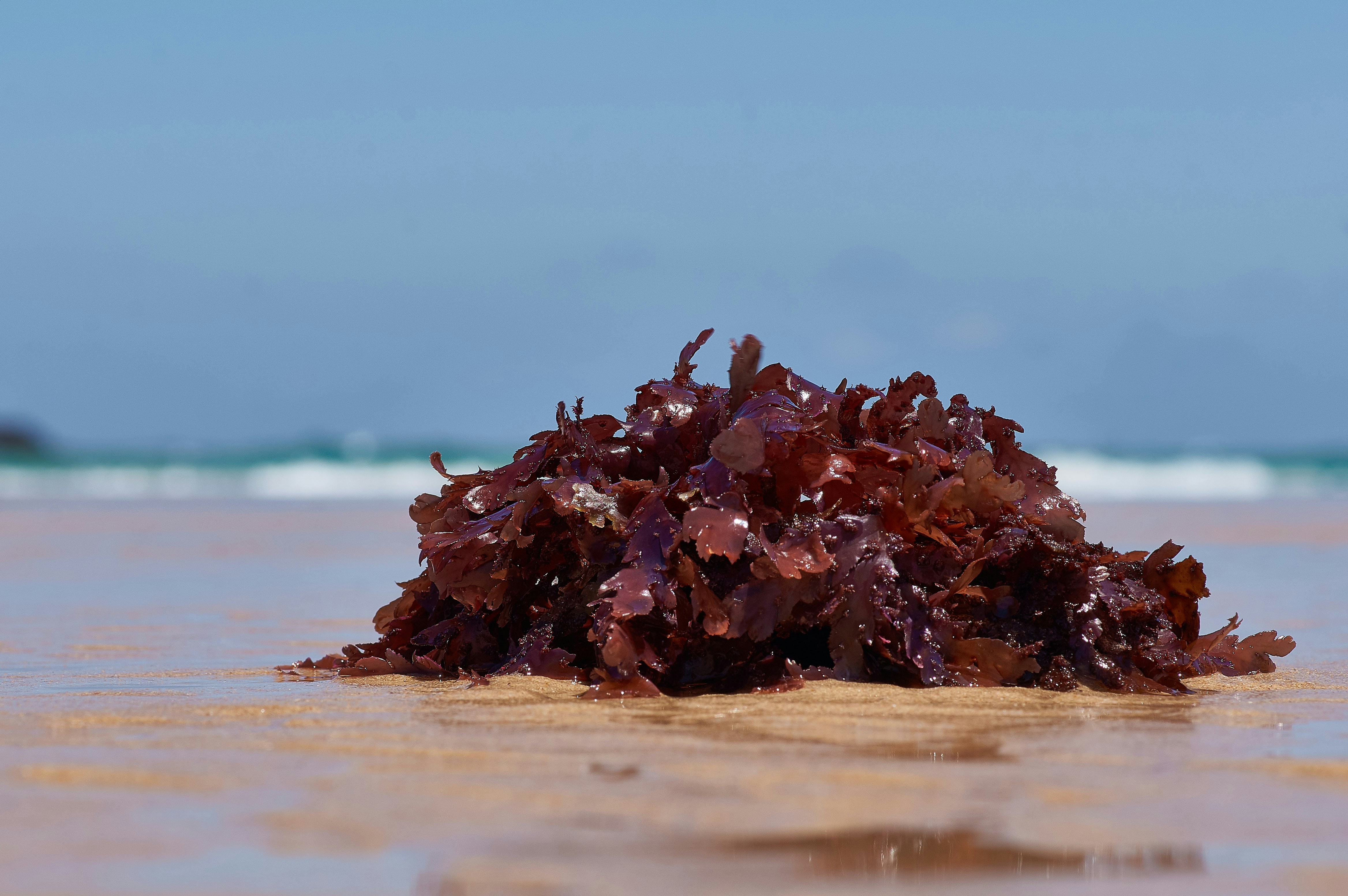Crimson Seaweed Clump on a Glassy Beach