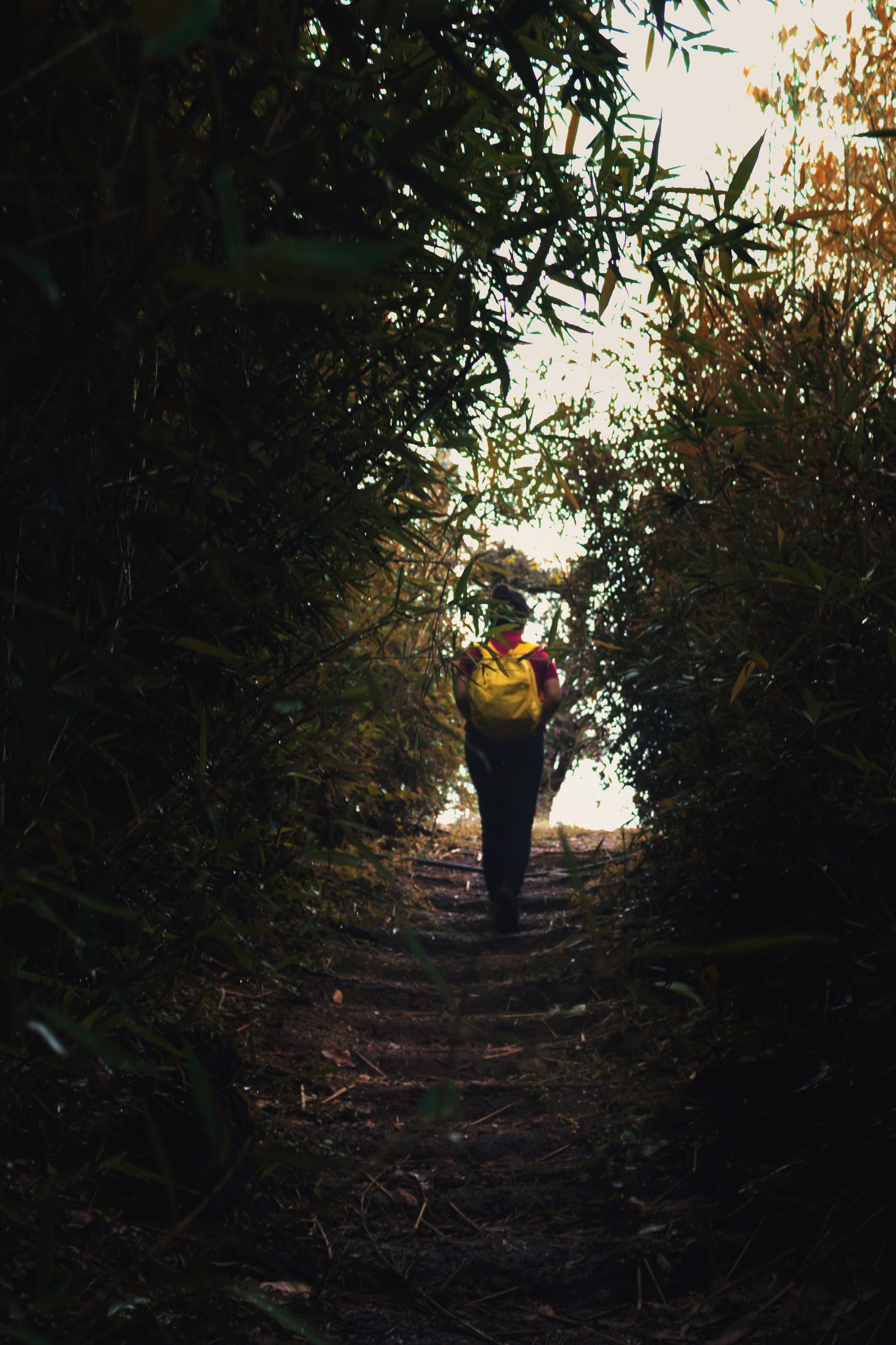 Trailbound Wanderer in a Torchlit Bamboo Corridor