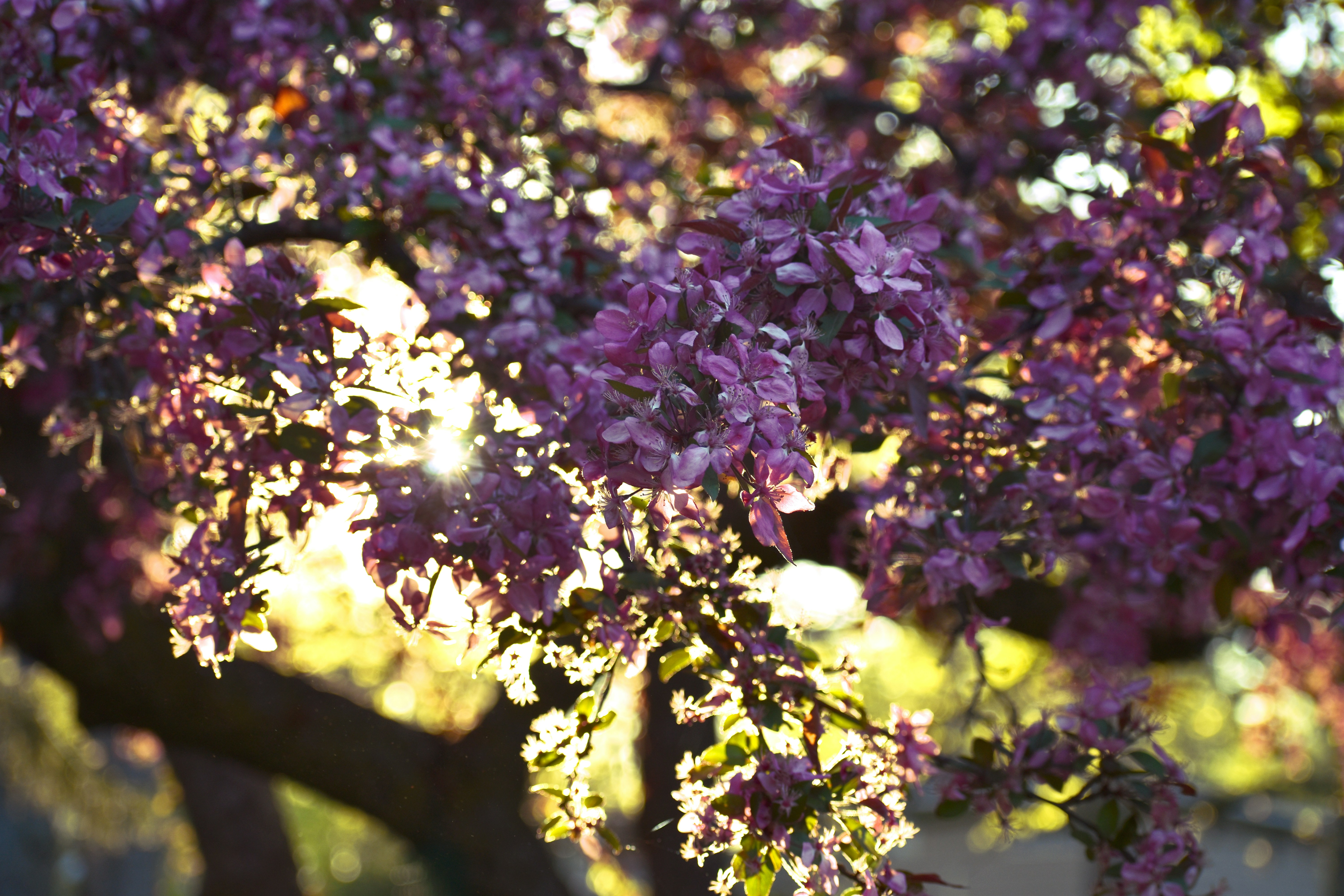 Purple flowers with sunlight filtering through, creating a dreamy bokeh effect.