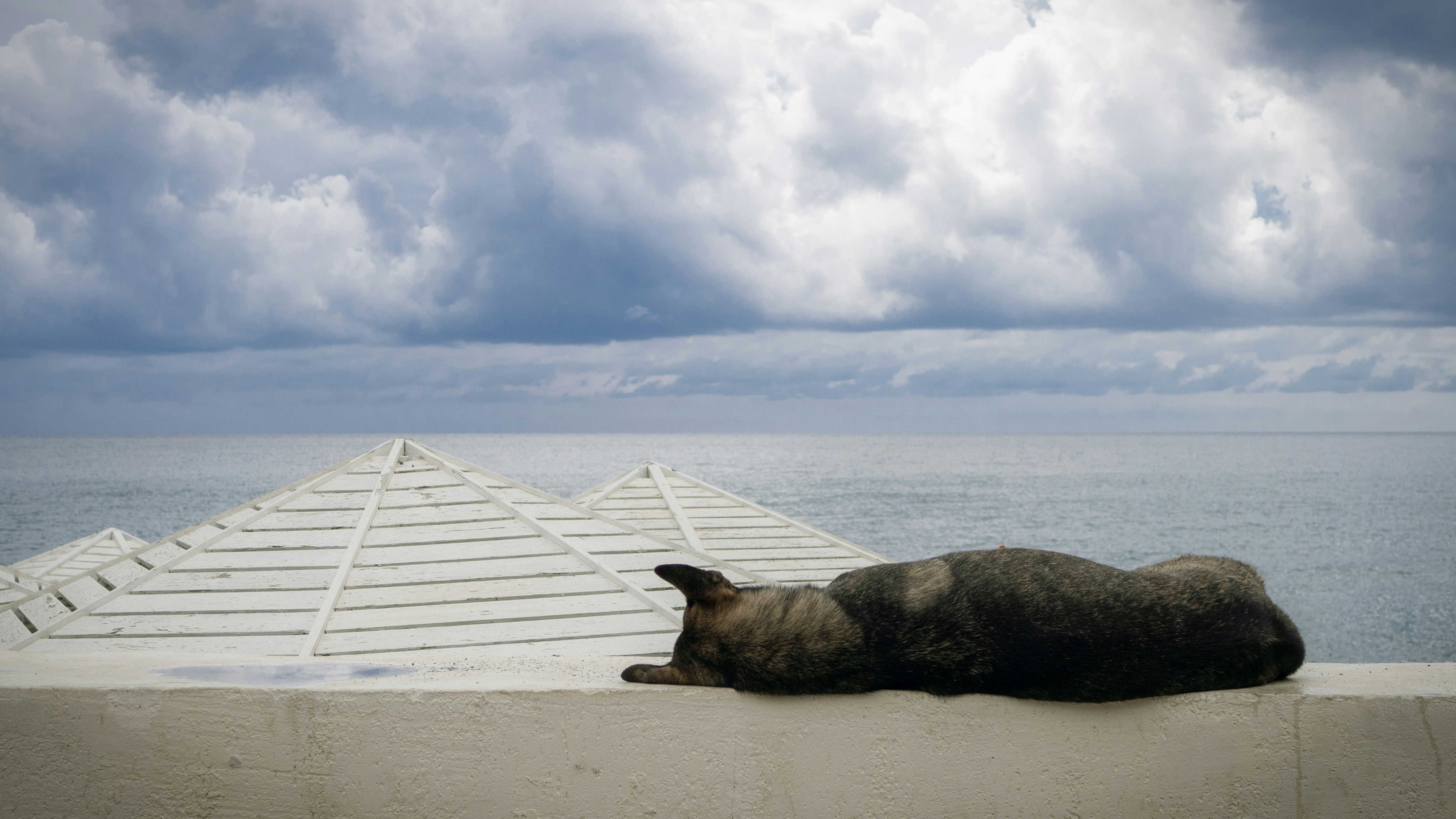 brown tabby cat lying on white sand near sea under white clouds during daytime