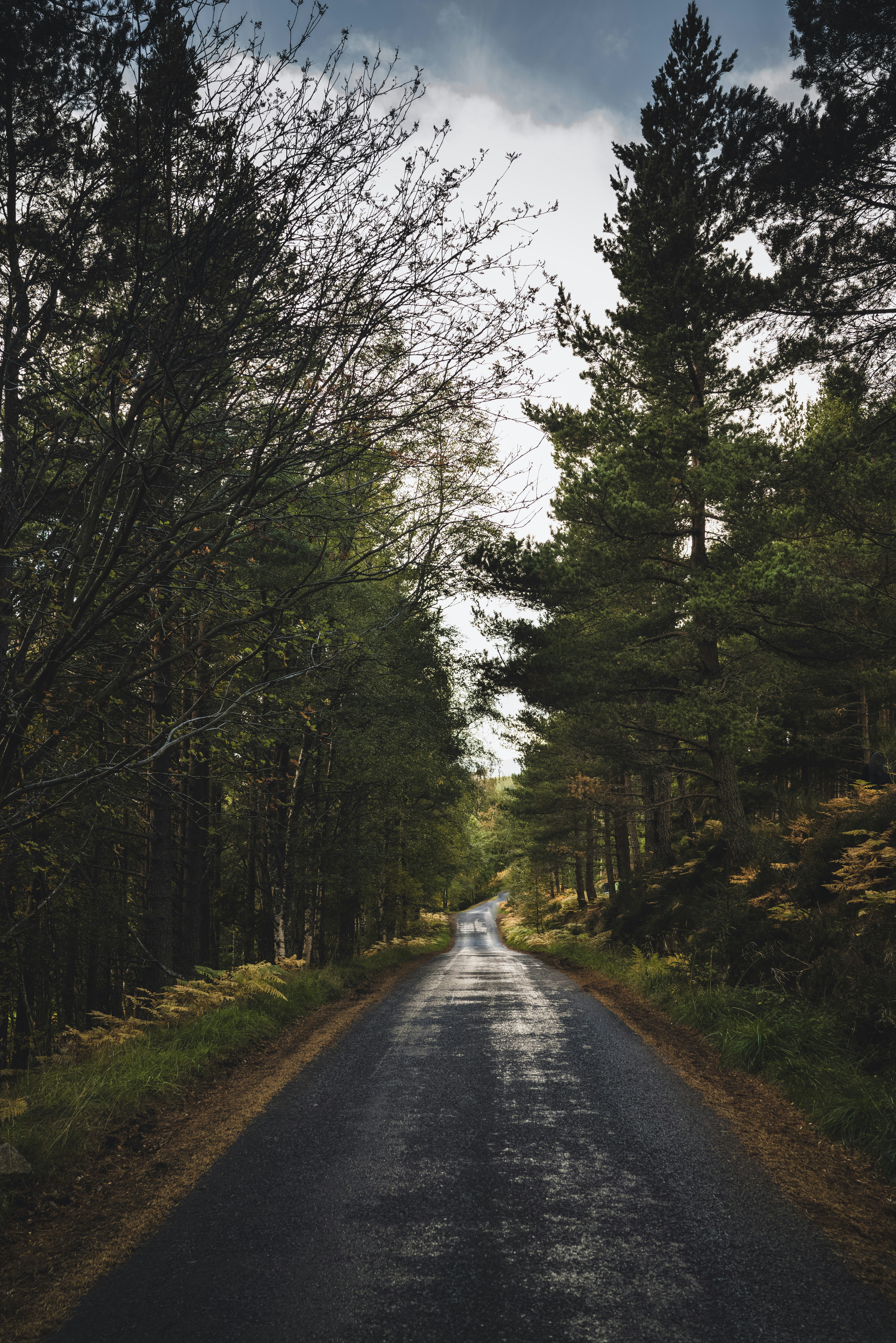 Gray asphalt road between green trees during daytime photo – Free ...
