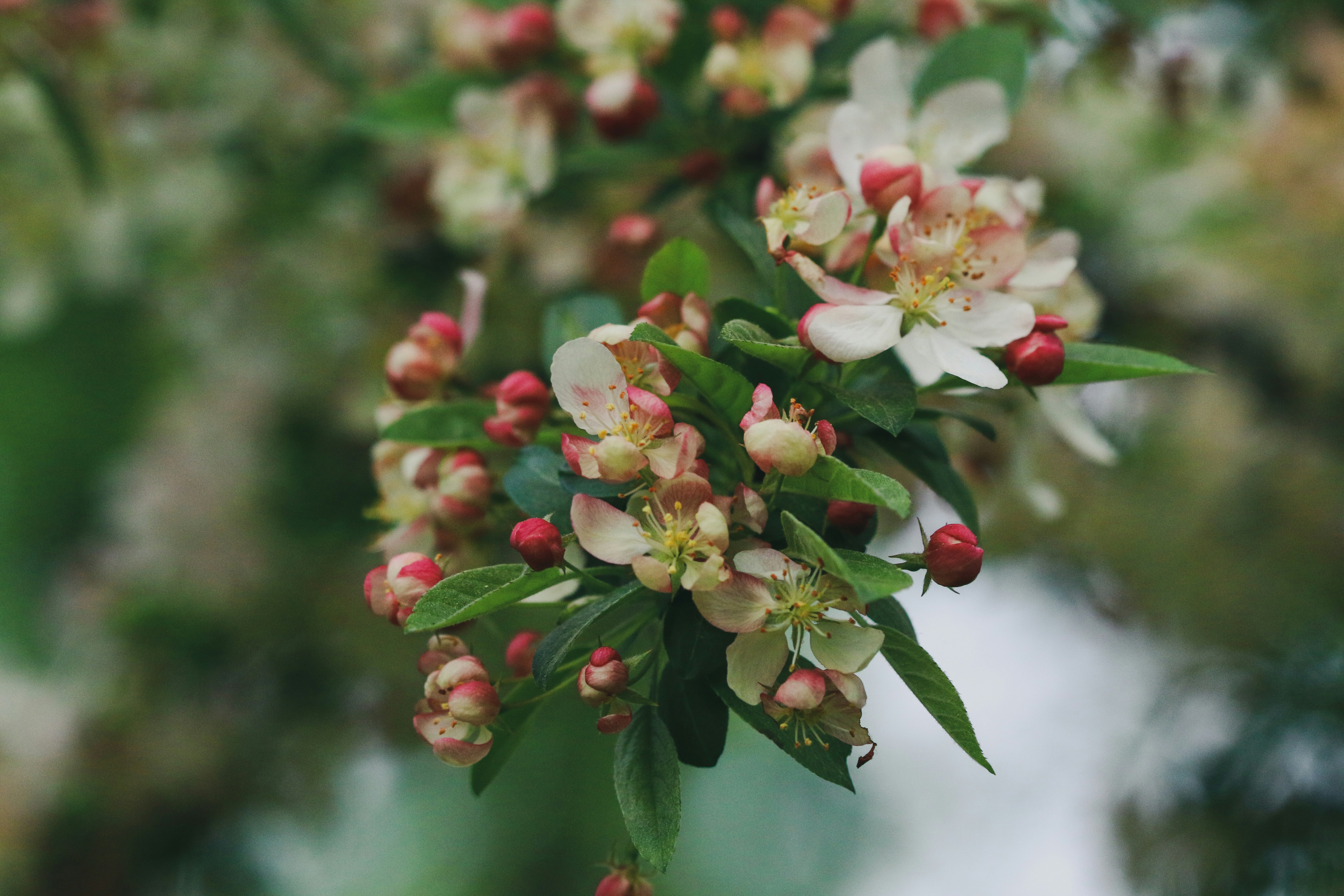 Petal Mosaic: Close-Up of a Spring Blossom Cluster