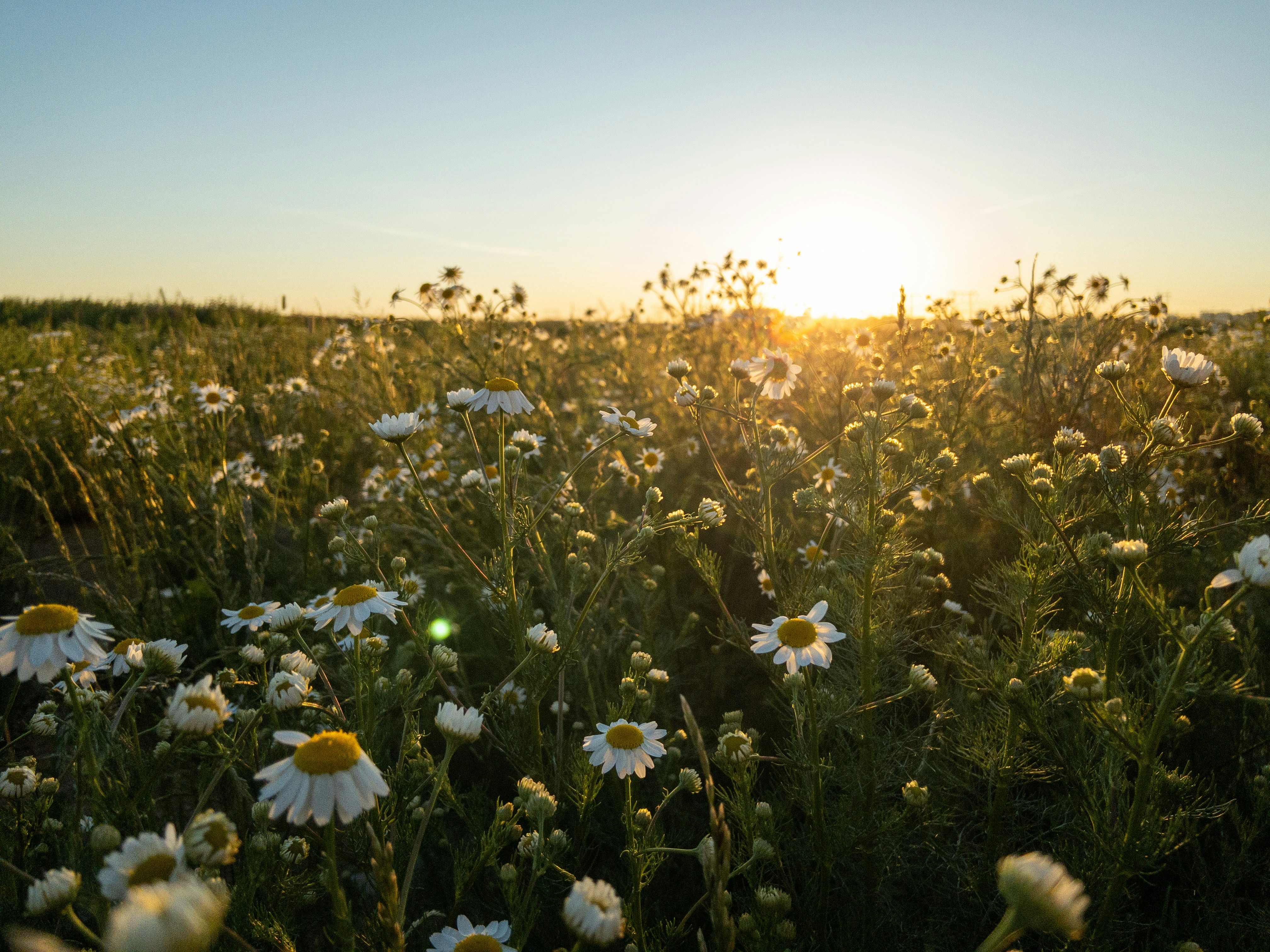 Daisy Field Sunset