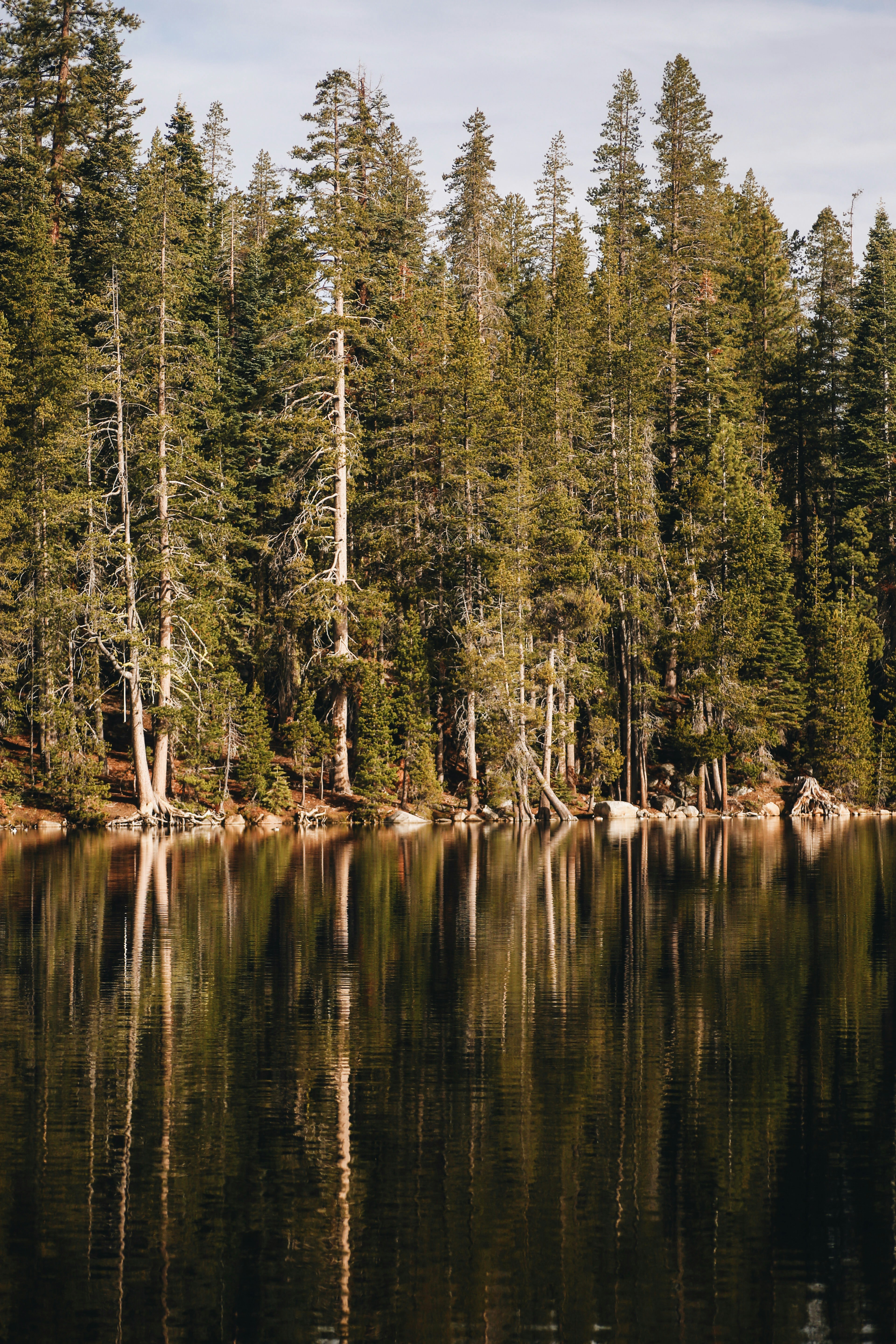 Green trees beside river during daytime photo – Free Green Image on ...