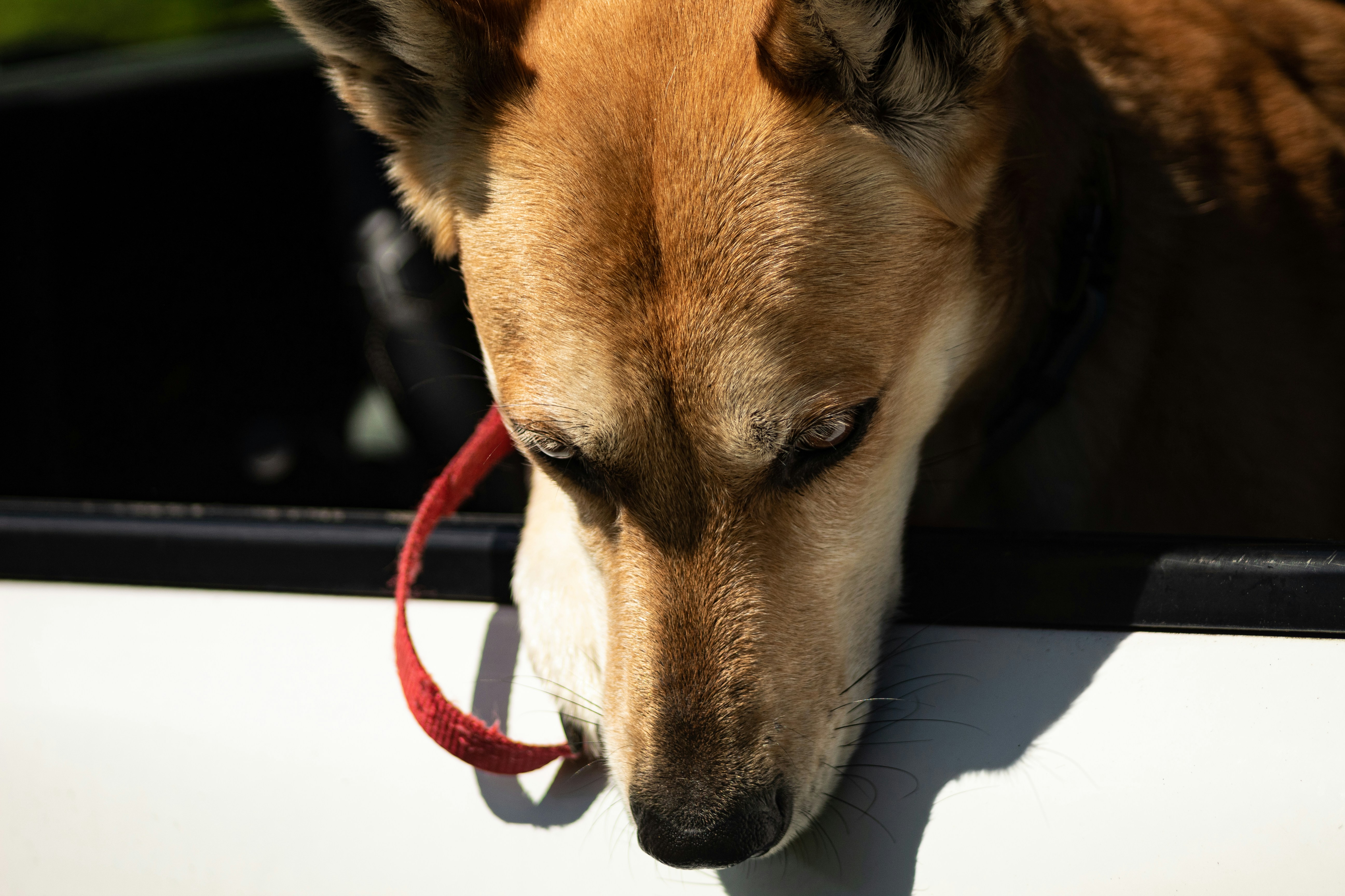 Lonely Red Leash Over the Car Door: A Dog’s Gaze from the Window