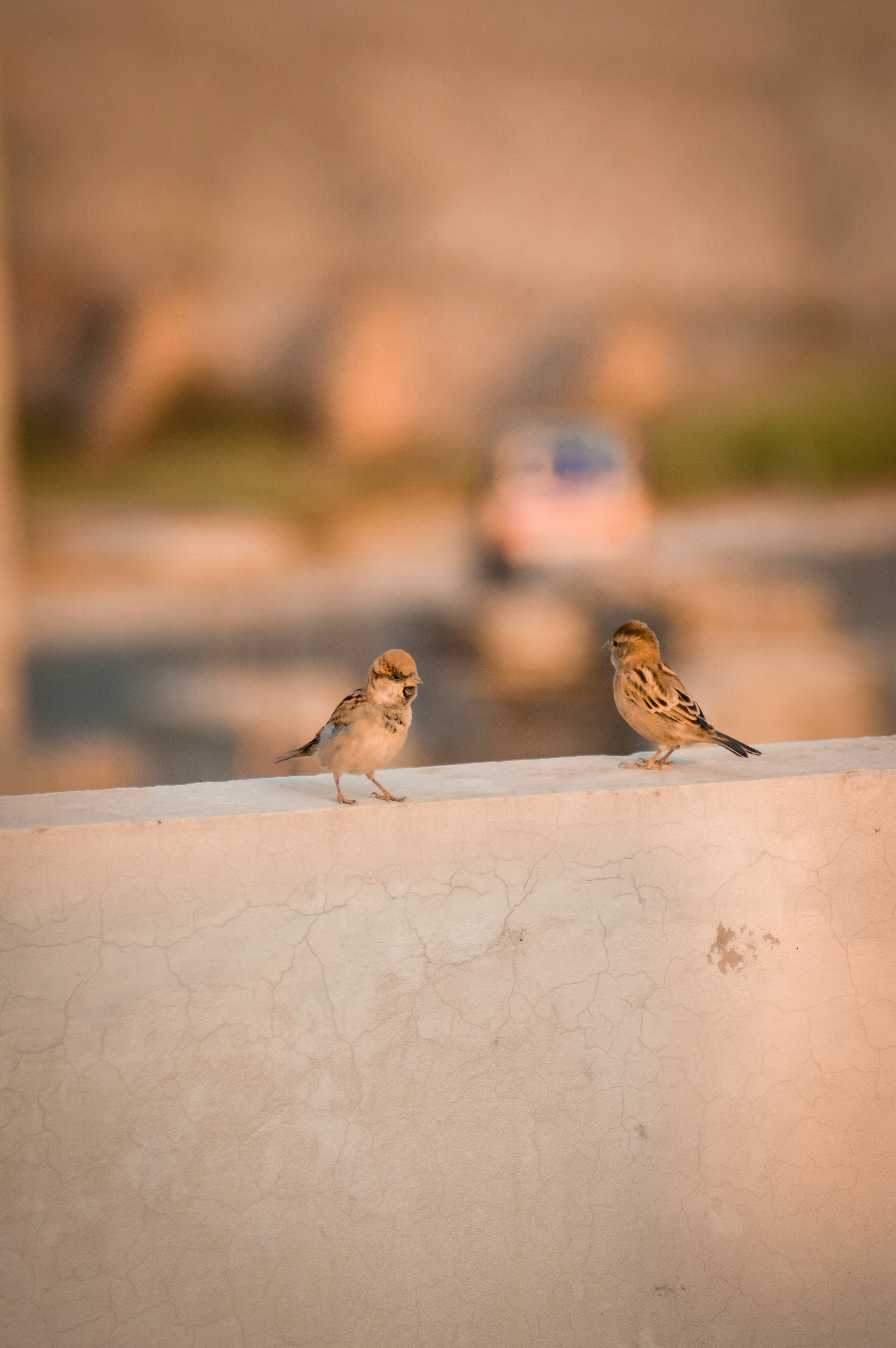 Sunlit Sparrows on a Weathered Railing, Harbor Glow in Focus