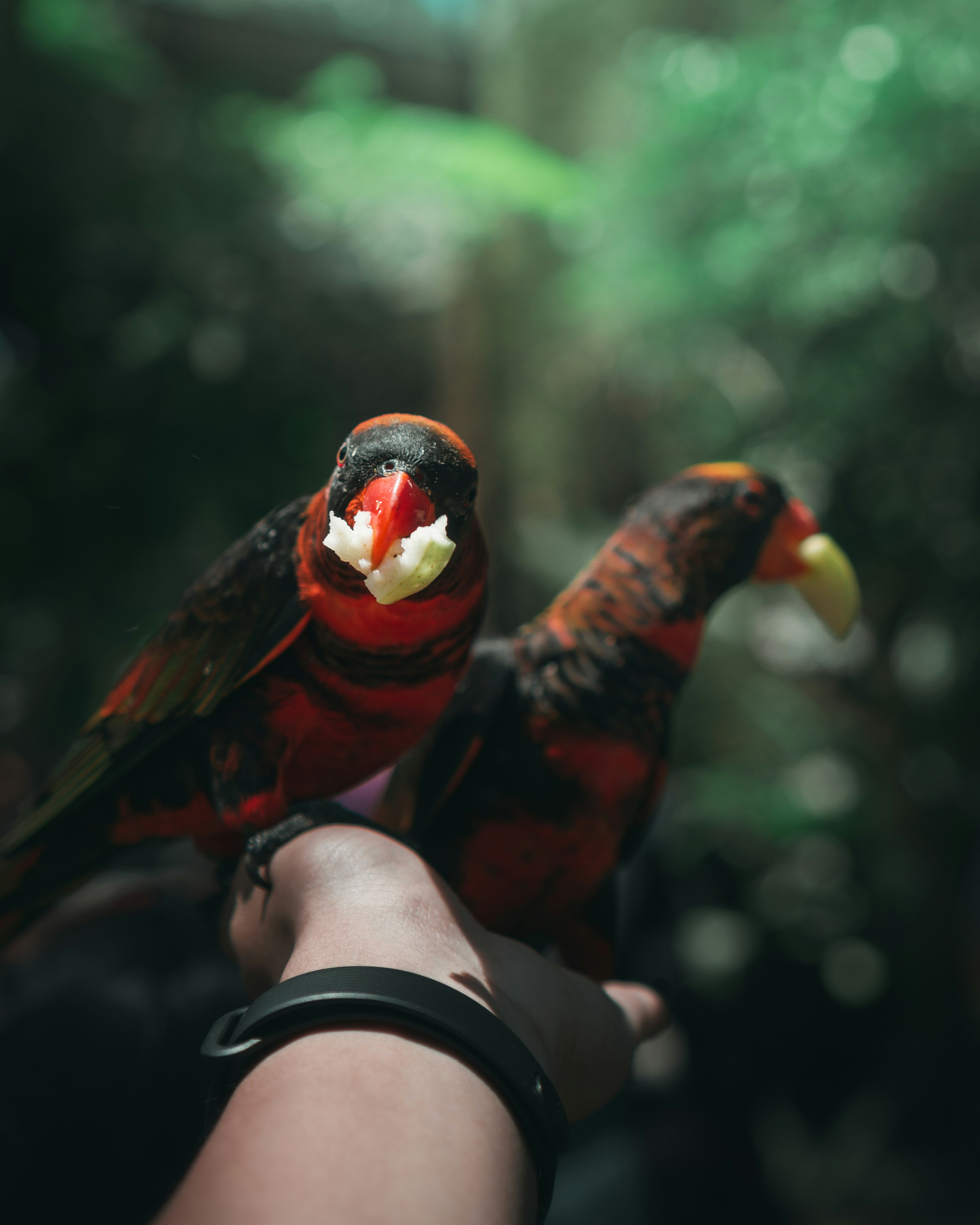 Two vibrant lorikeets perched on a hand, one munching on a piece of fruit amidst a lush green backdrop.