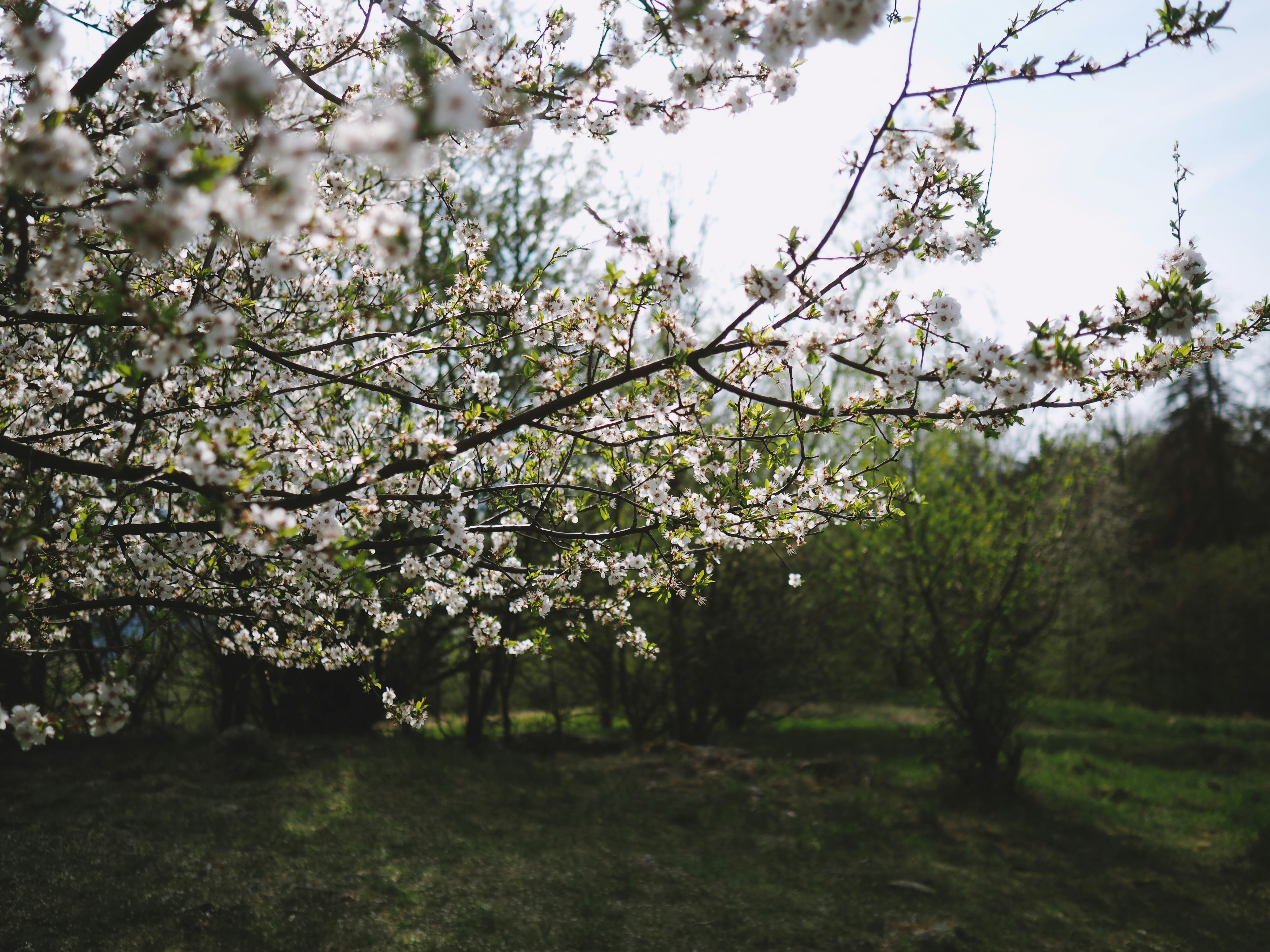 Delicate cherry blossoms drape elegantly from branches, creating a serene atmosphere in a sunlit garden.